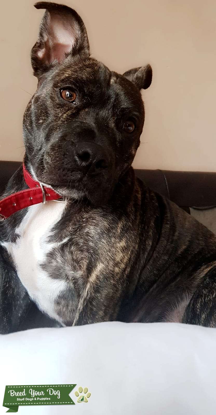 Brindle Staff x Bullmastiff Female - Stud Dog in Kent, the United ...