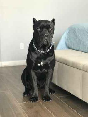 Pure Cane Corso Male With Papers and DNA - Stud Dog in Arizona, the ...