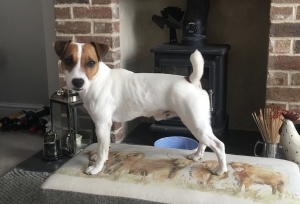 Stud Dog - Jack Russell Stud Dog - Breed Your Dog