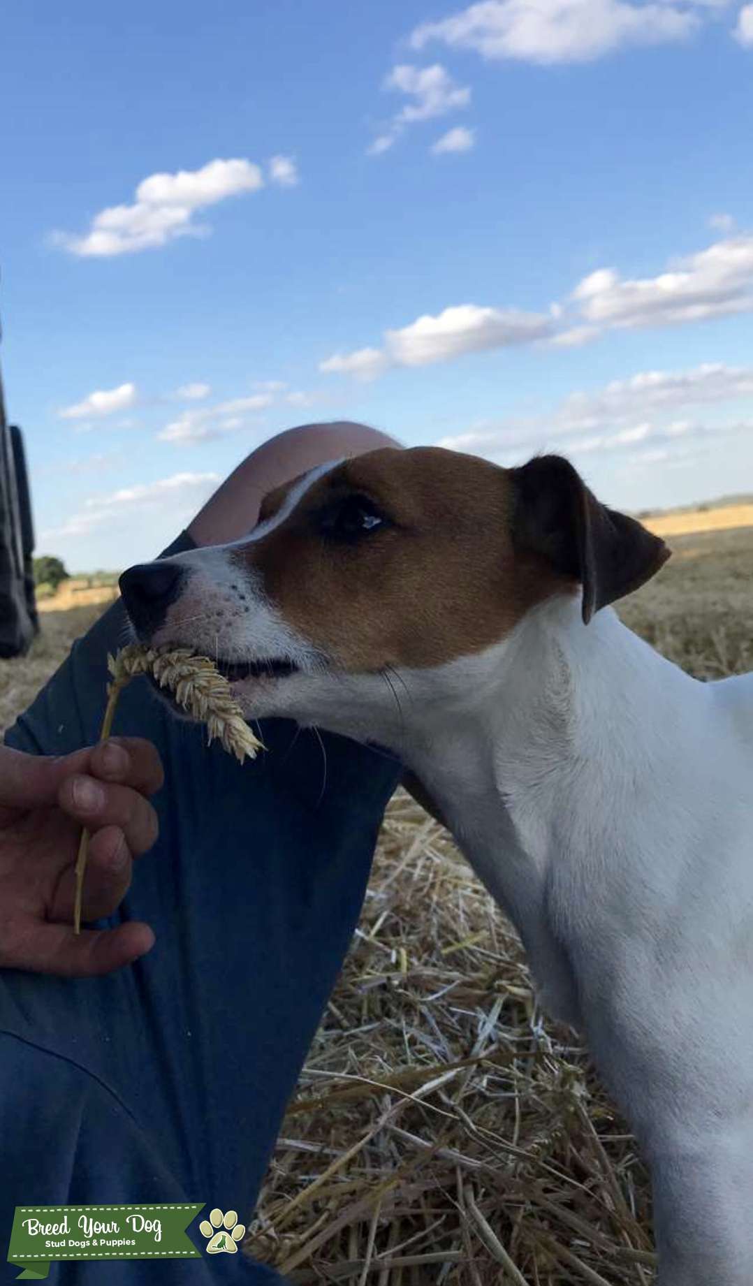 Jack Russell Stud Dog - Stud Dog in Northamptonshire, the United States ...