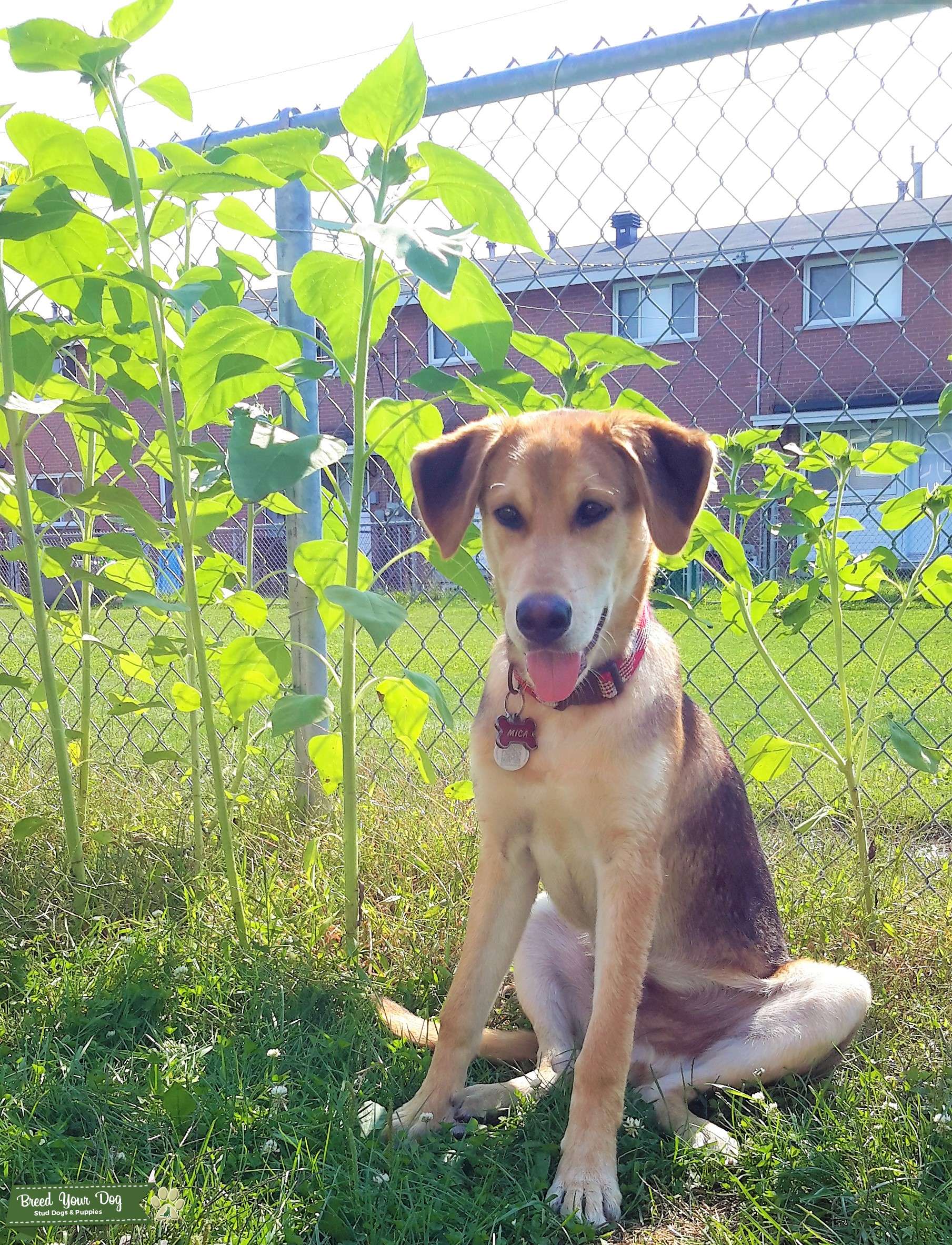 Lab/Shepherd mix For STUD ONE TIME ONLY - Stud Dog in Ottawa, United ...