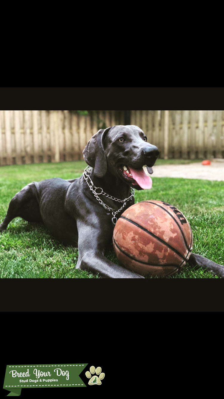 Stud Dog - Blue Weimaraner - Breed Your Dog