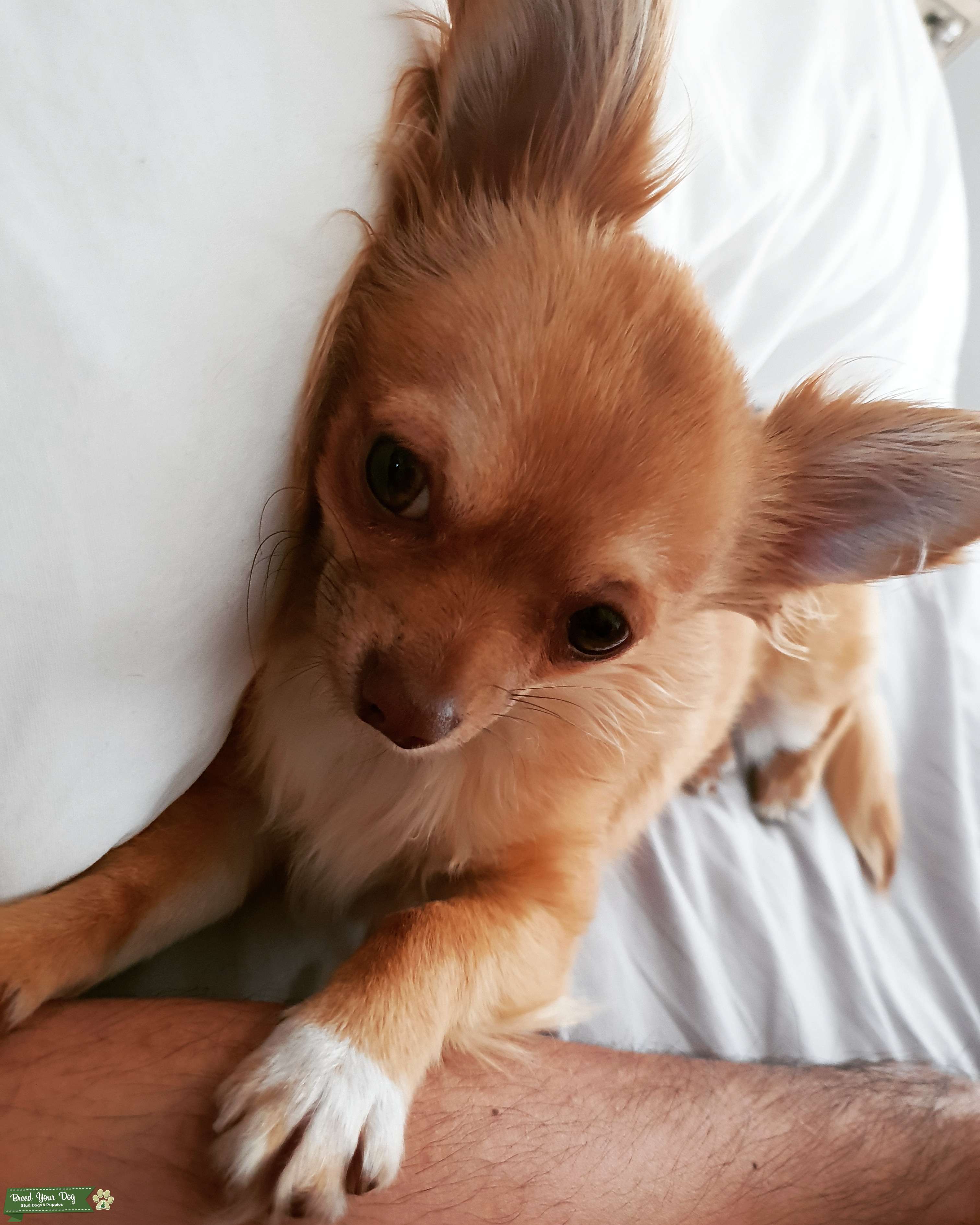 Stud Dog - Stud Dog in Cheshire , the United States | Breed Your Dog