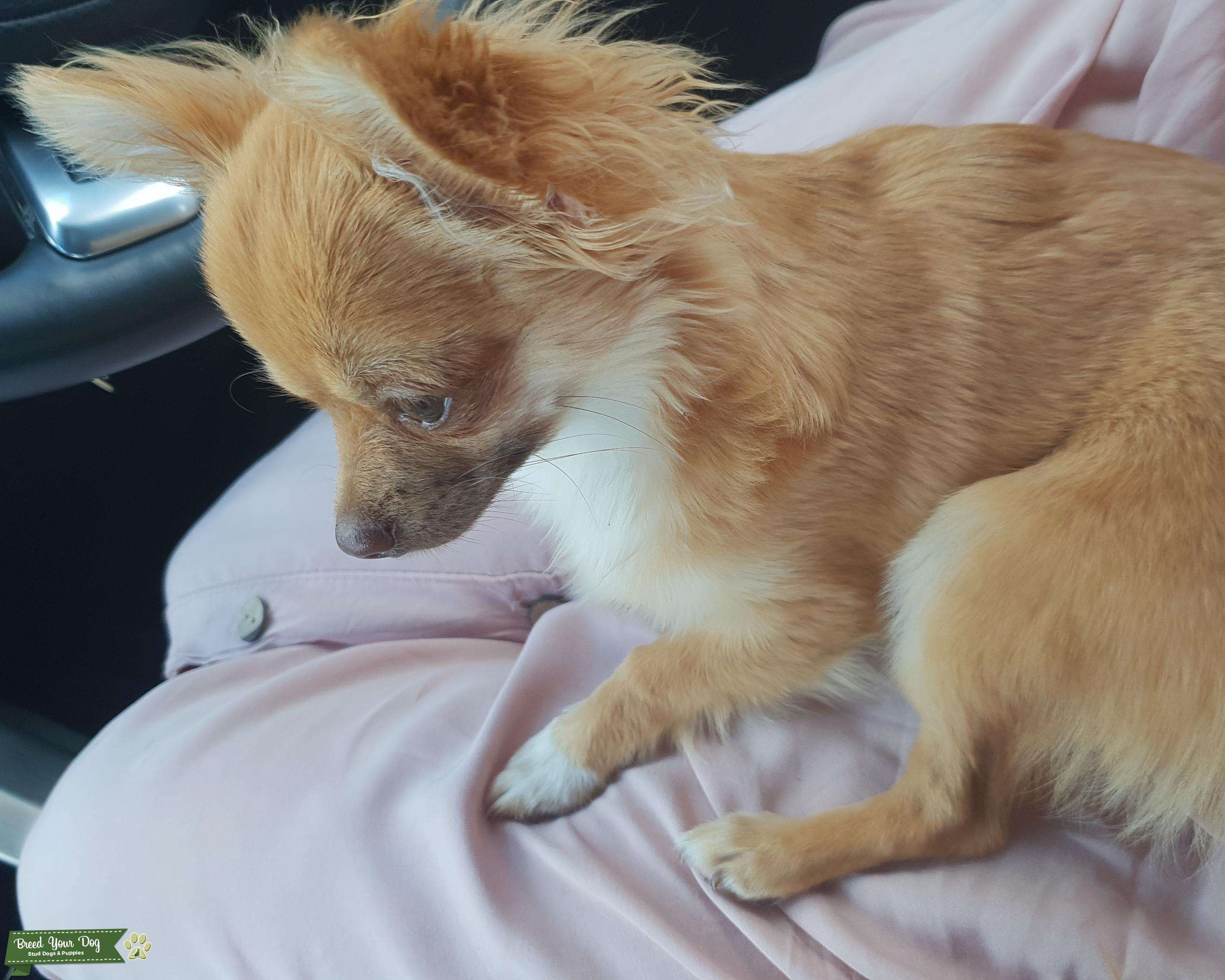 Stud Dog - Stud Dog in Cheshire , the United States | Breed Your Dog