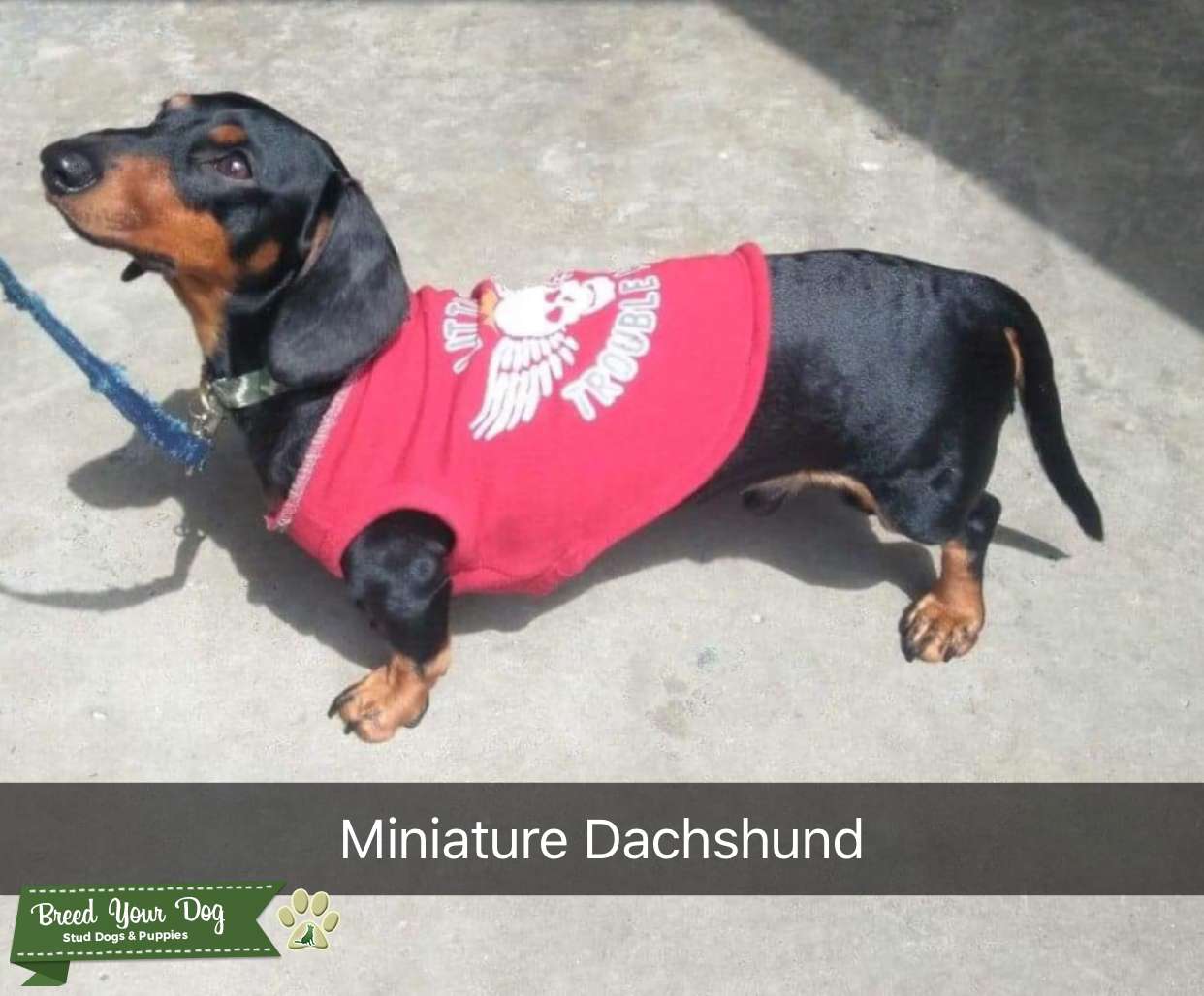 Looking for a female mate! - Stud Dog in Pennsylvania , the United ...