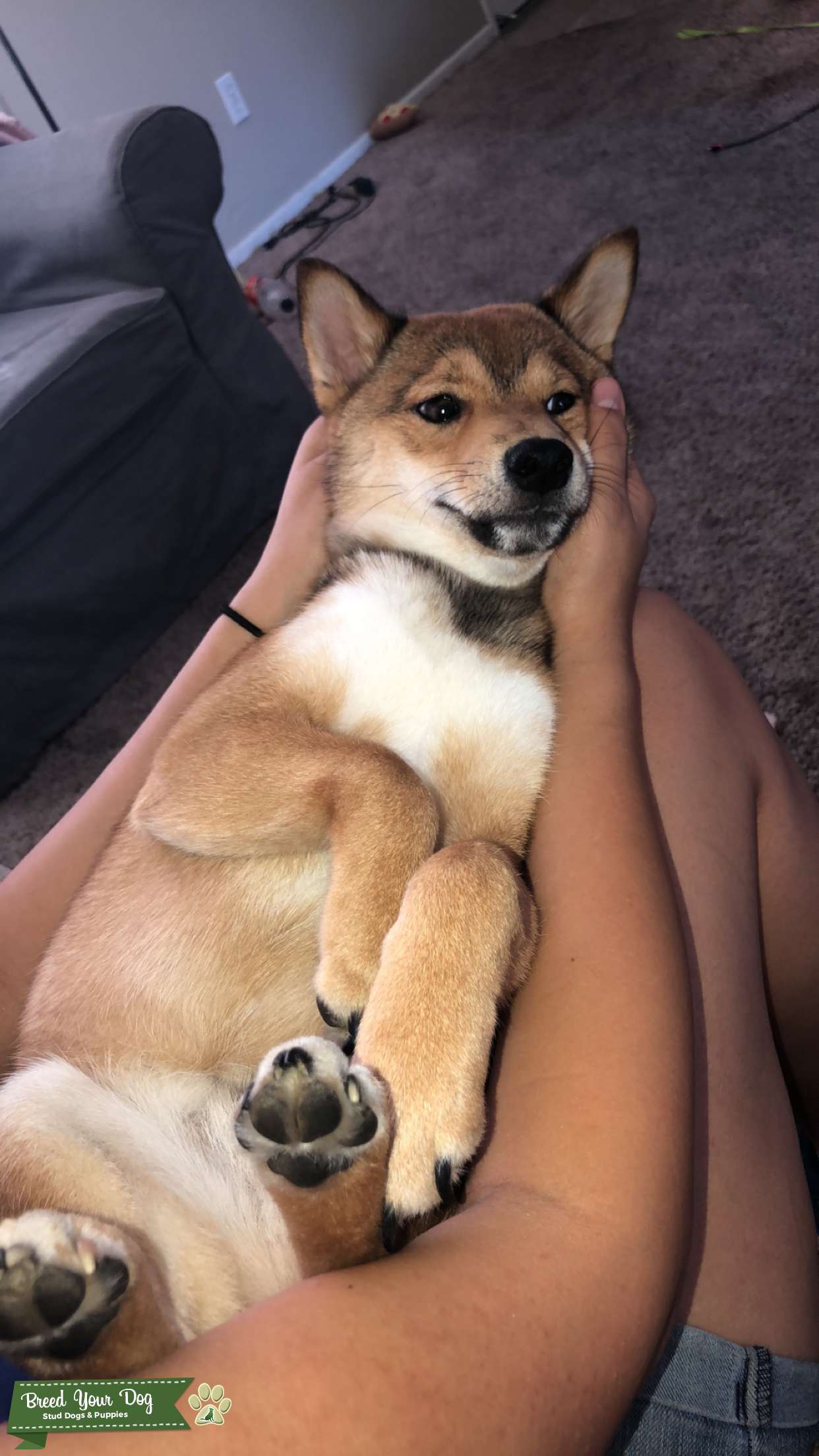 Shiba inu stud - Stud Dog California - Breed Your Dog