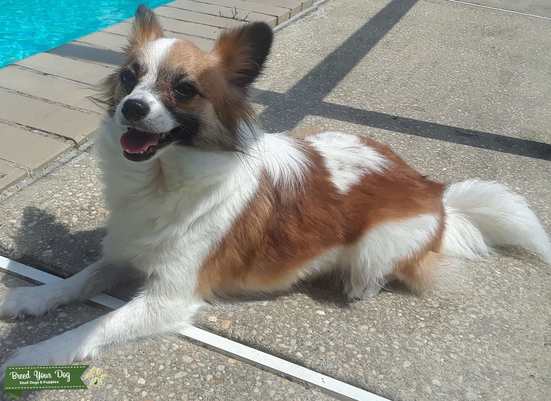 Brown white female Papillon - Stud Dog in Florida, the United Kingdom ...