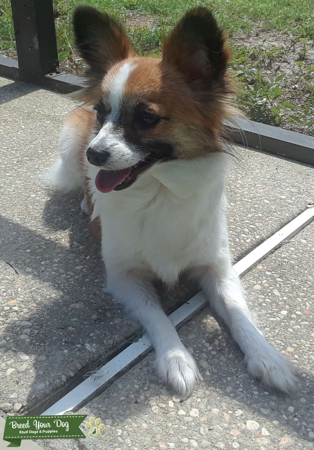 Brown white female Papillon - Stud Dog in Florida, the United States ...