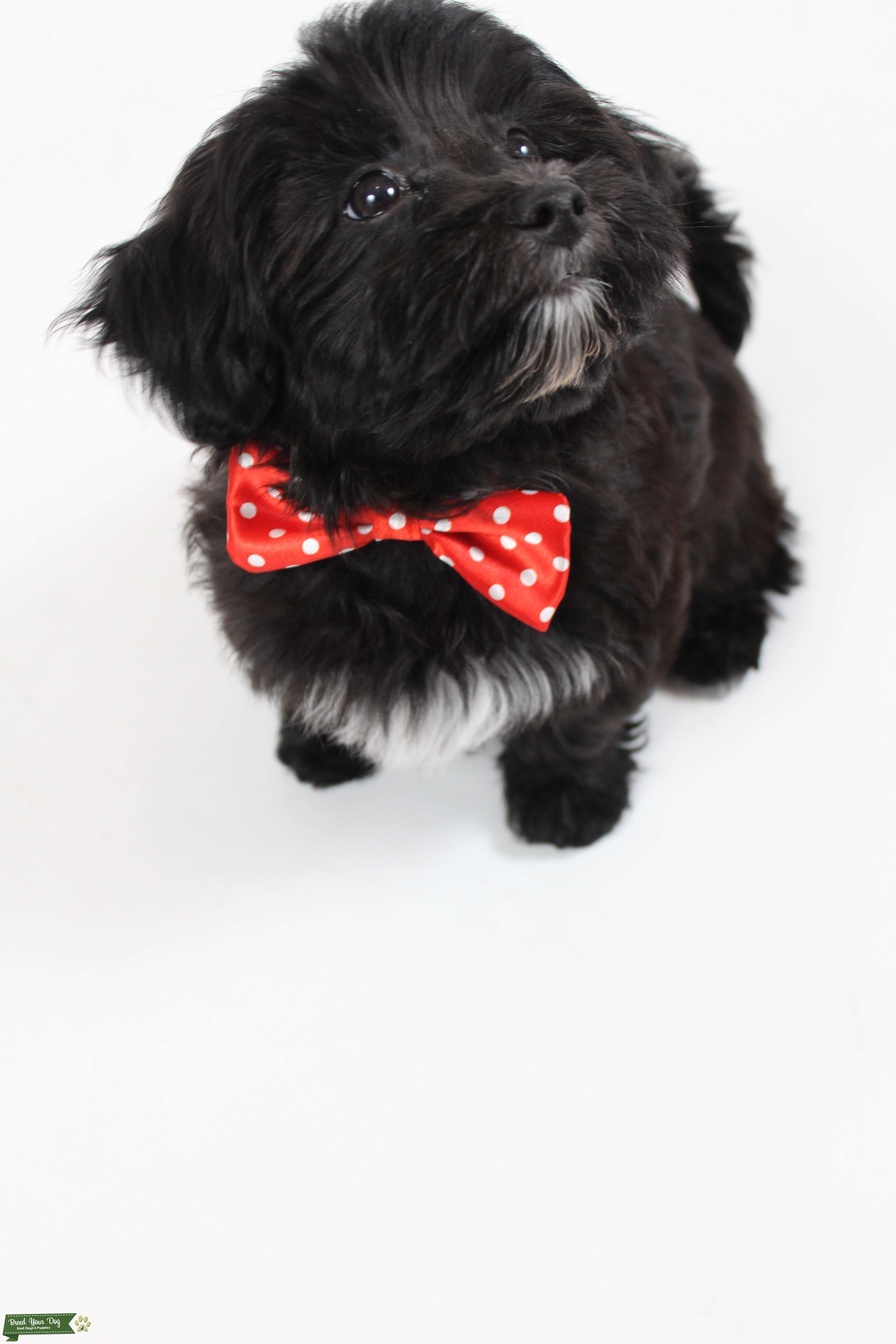 1 year old Maltese male - Stud Dog in Stockbridge Georgia , the United ...