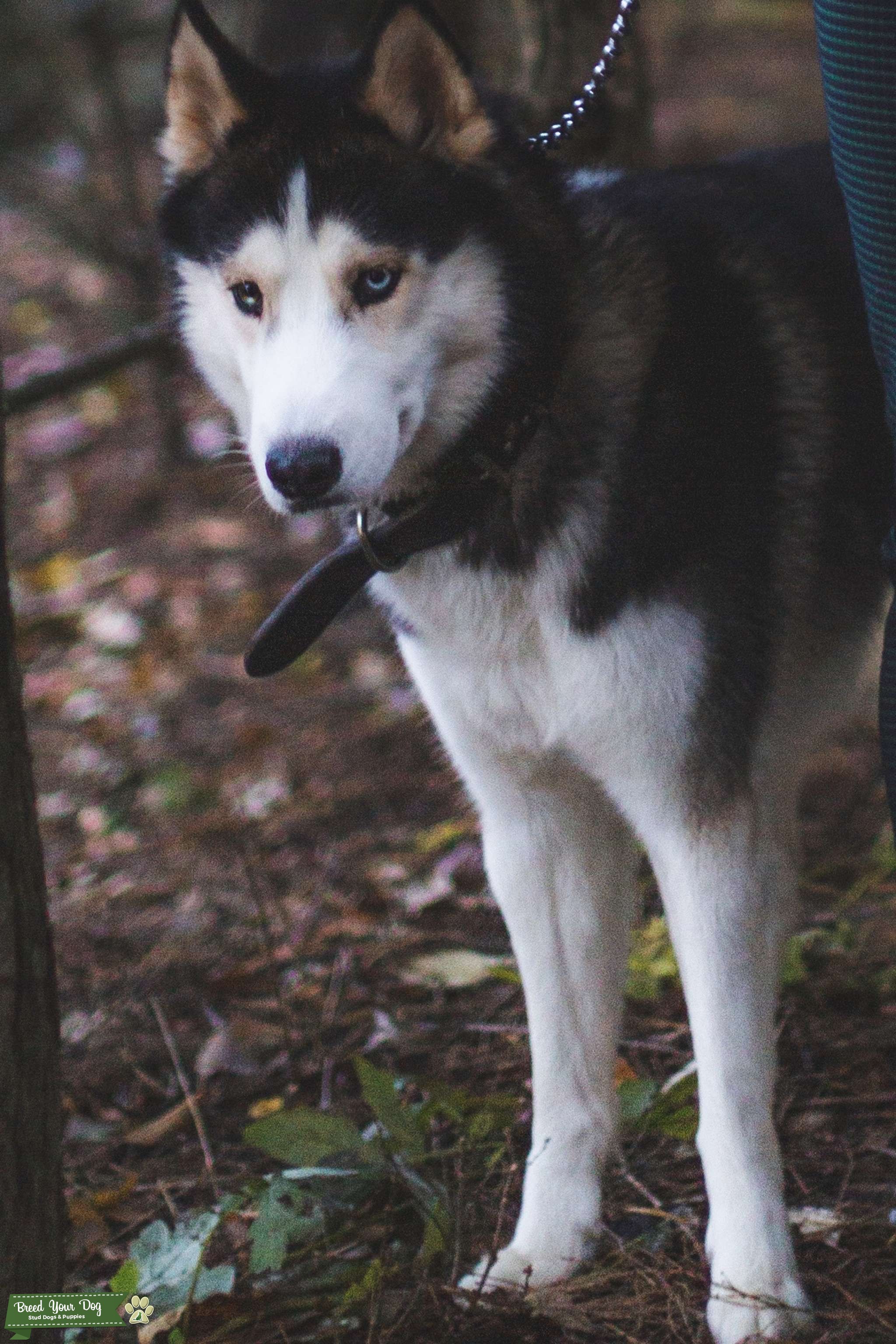 A Siberian Husky with a diluted black coat - Stud Dog in Chicago ...