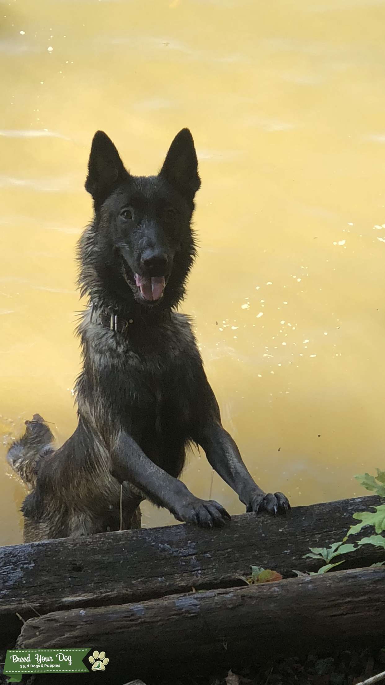1 year old Belgian Malinois - Stud Dog in Va, the United States | Breed ...