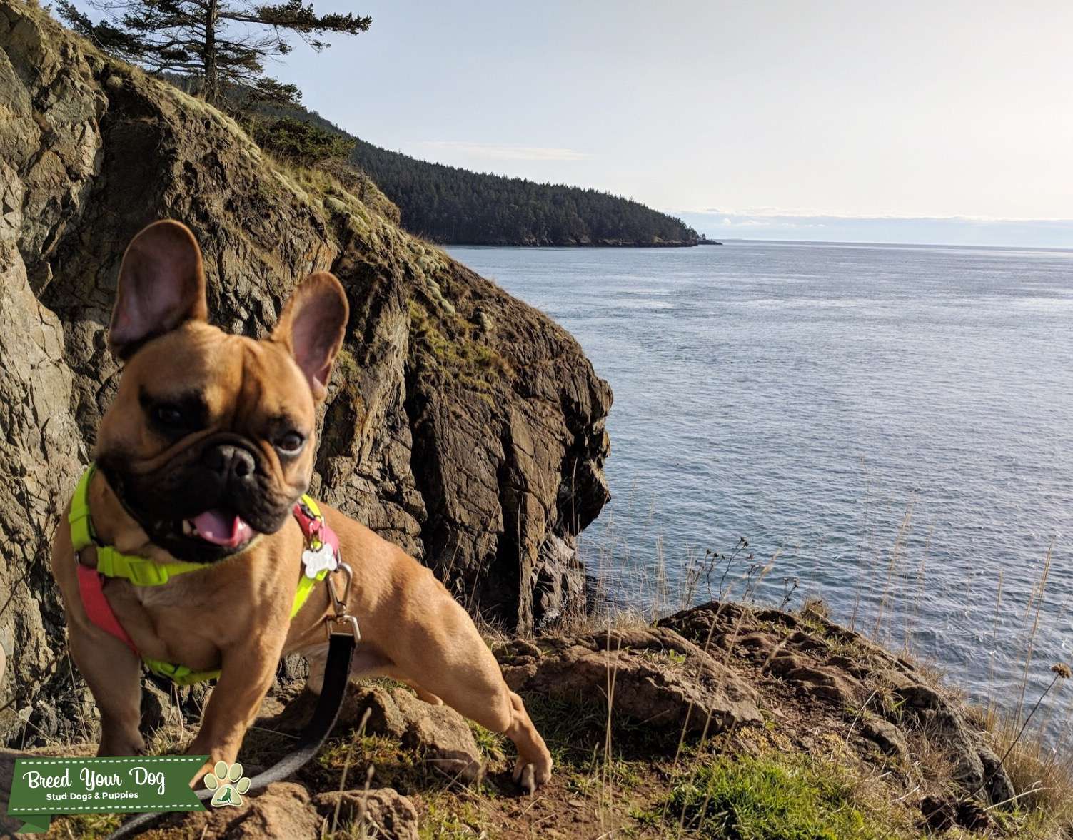 Fawn Purebred Frenchie - Great Build! Stud Service - Stud Dog in ...