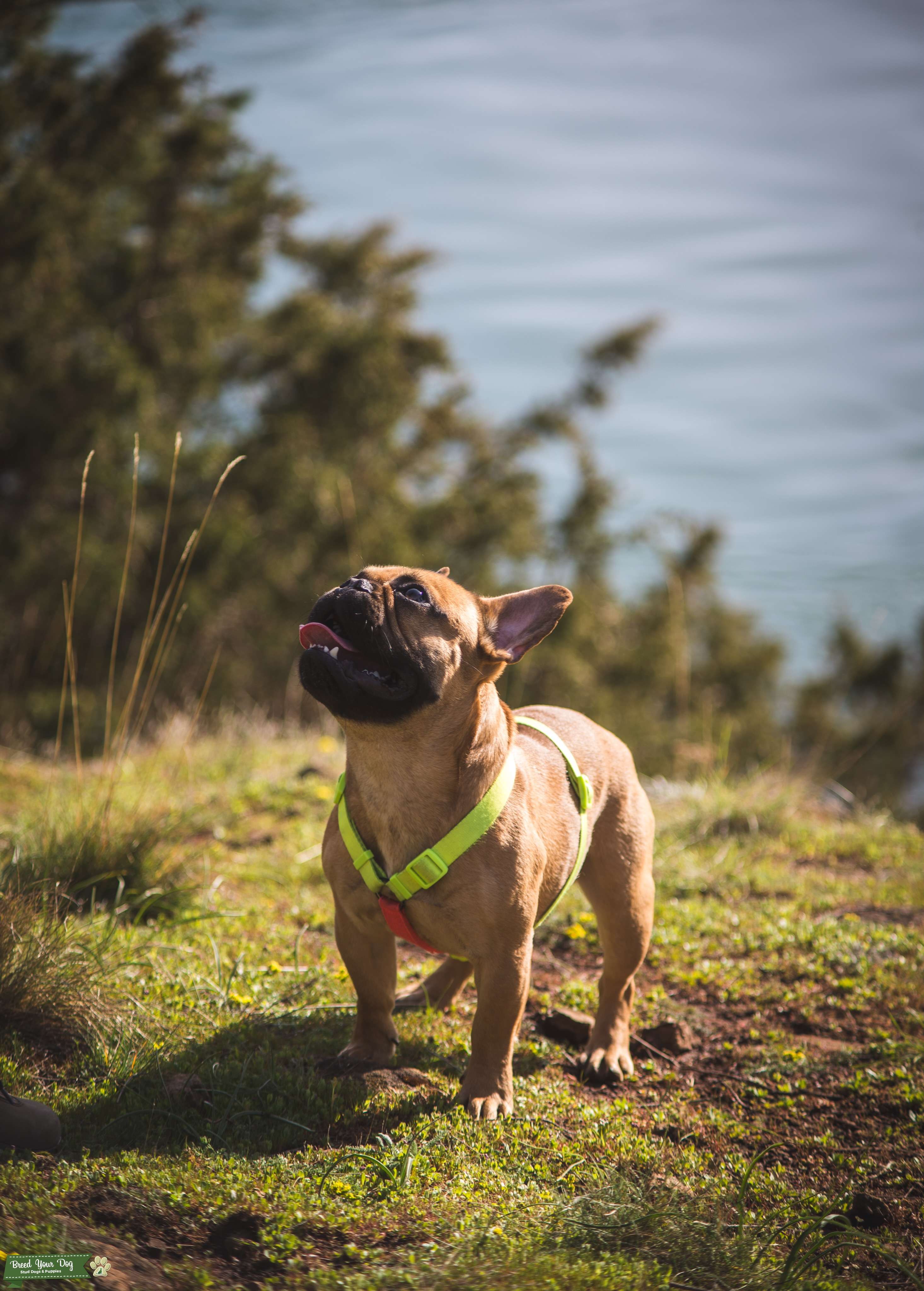 Fawn Purebred Frenchie - Great Build! Stud Service - Stud Dog in ...