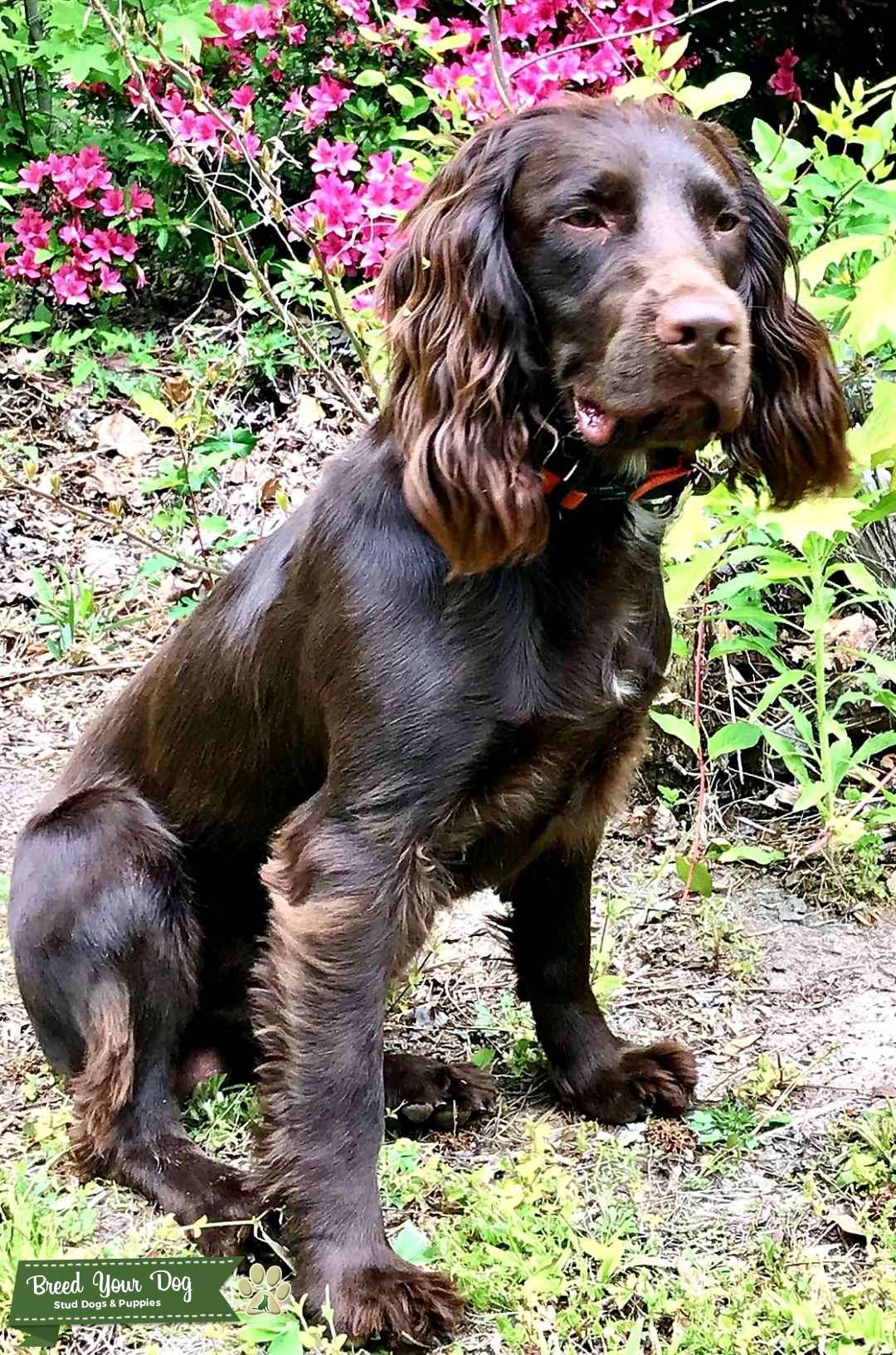 English Cocker Spaniel - Stud Dog in NC, the United States | Breed Your Dog