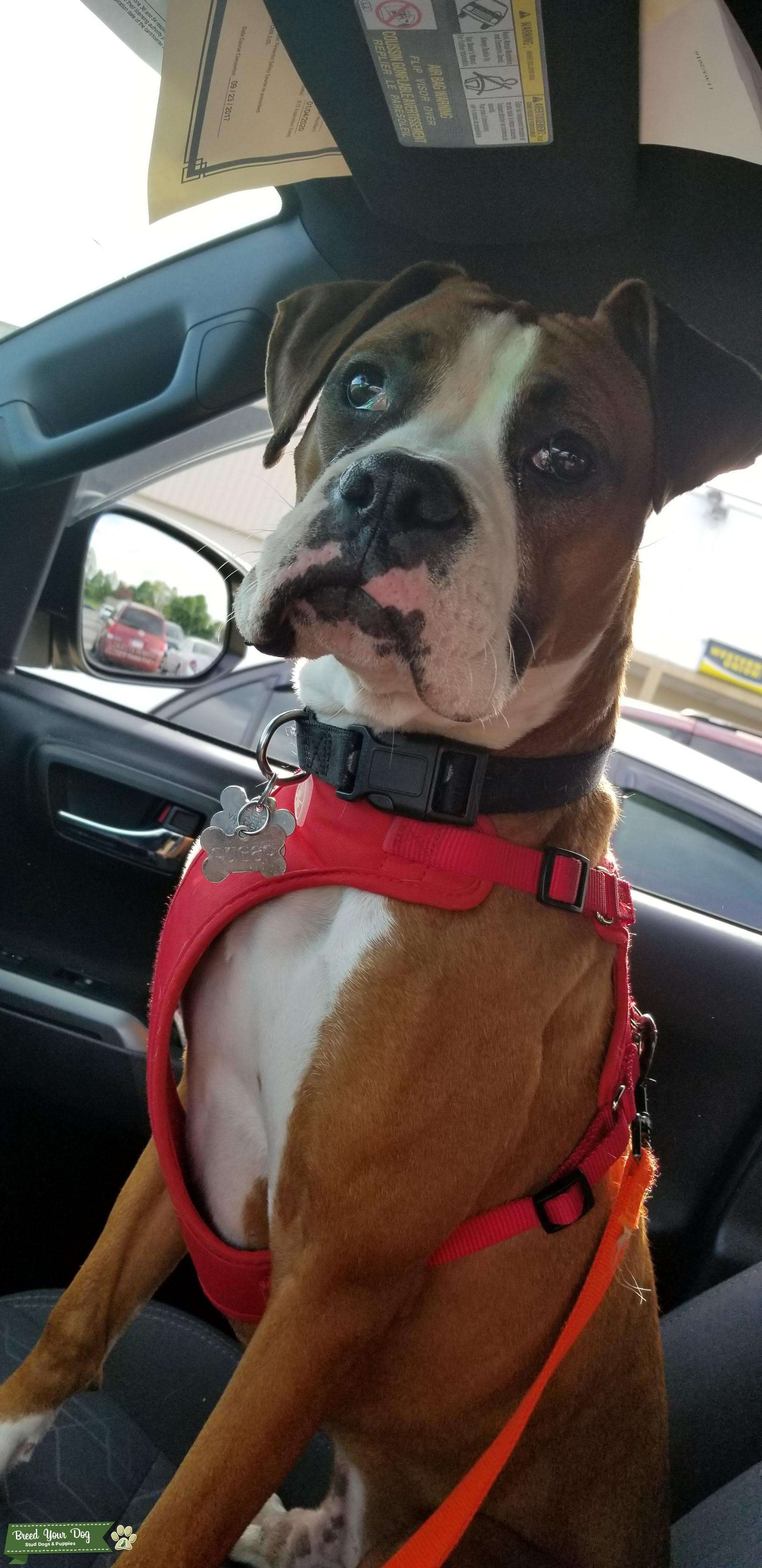 Handsome Stud for breeding - Stud Dog in Massachusetts , the United ...