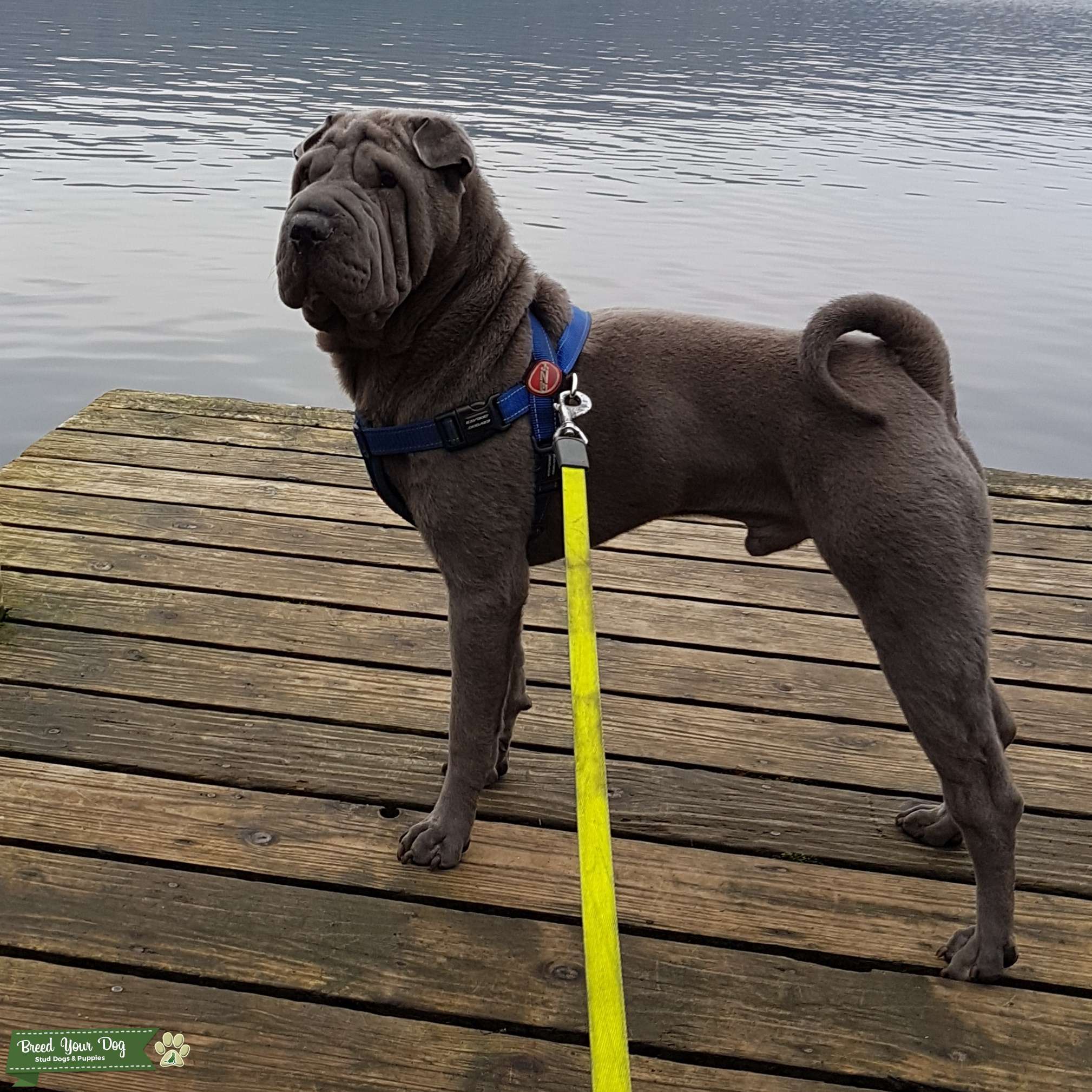 Blue shar Pei - Stud Dog in Lancaster, the United States | Breed Your Dog