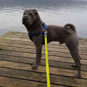 Blue shar Pei - Stud Dog in Lancaster, the United States | Breed Your Dog