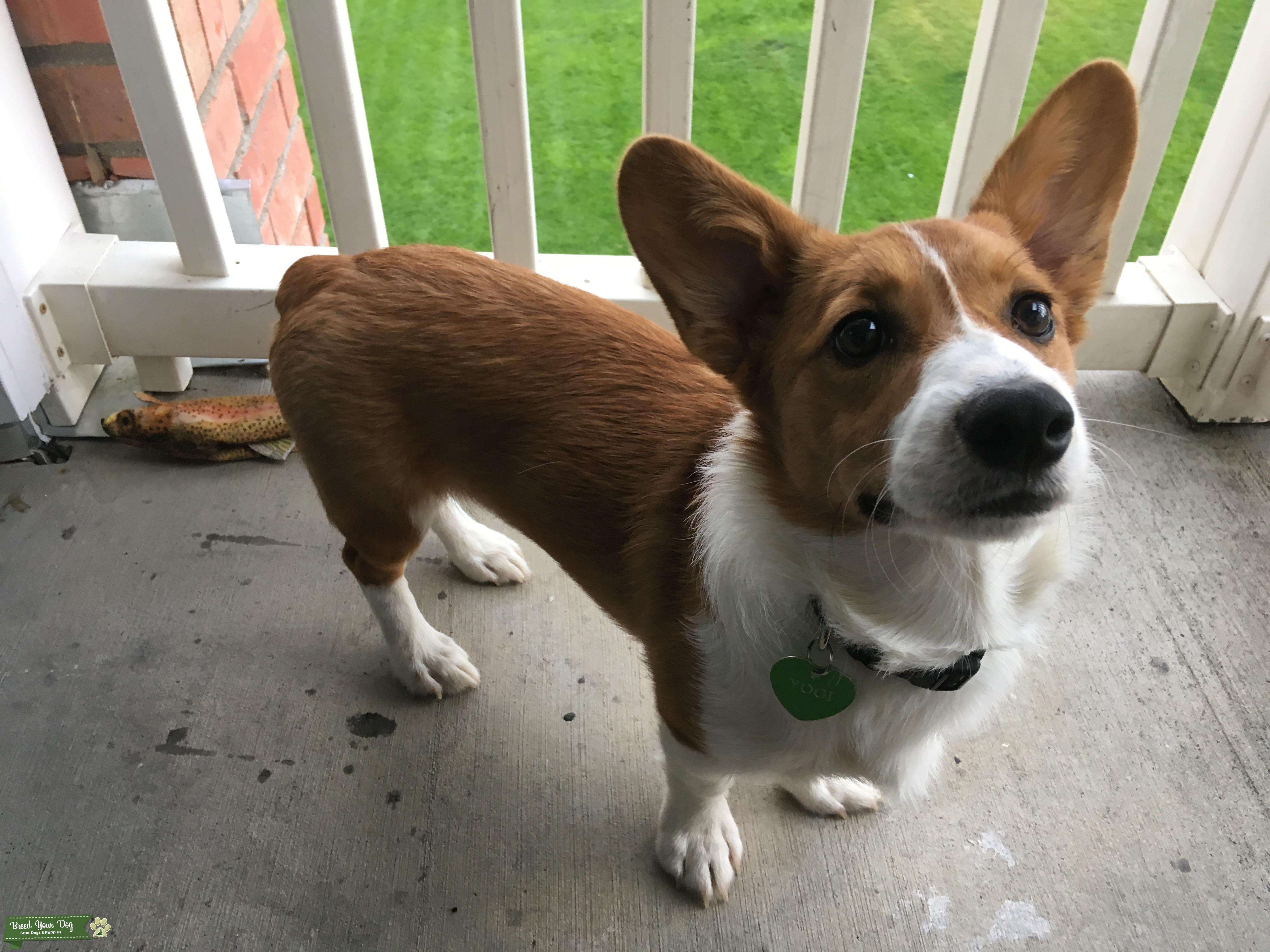 Handsome pure breed Welsh corgi - Stud Dog in Colorado , the United ...