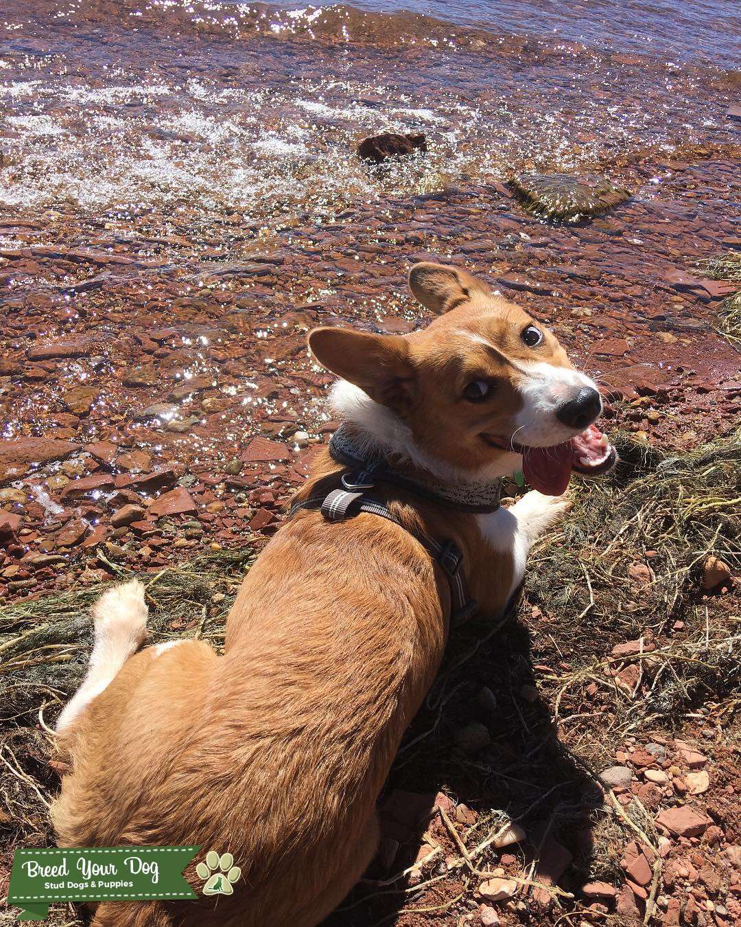 Handsome pure breed Welsh corgi - Stud Dog in Colorado , the United ...