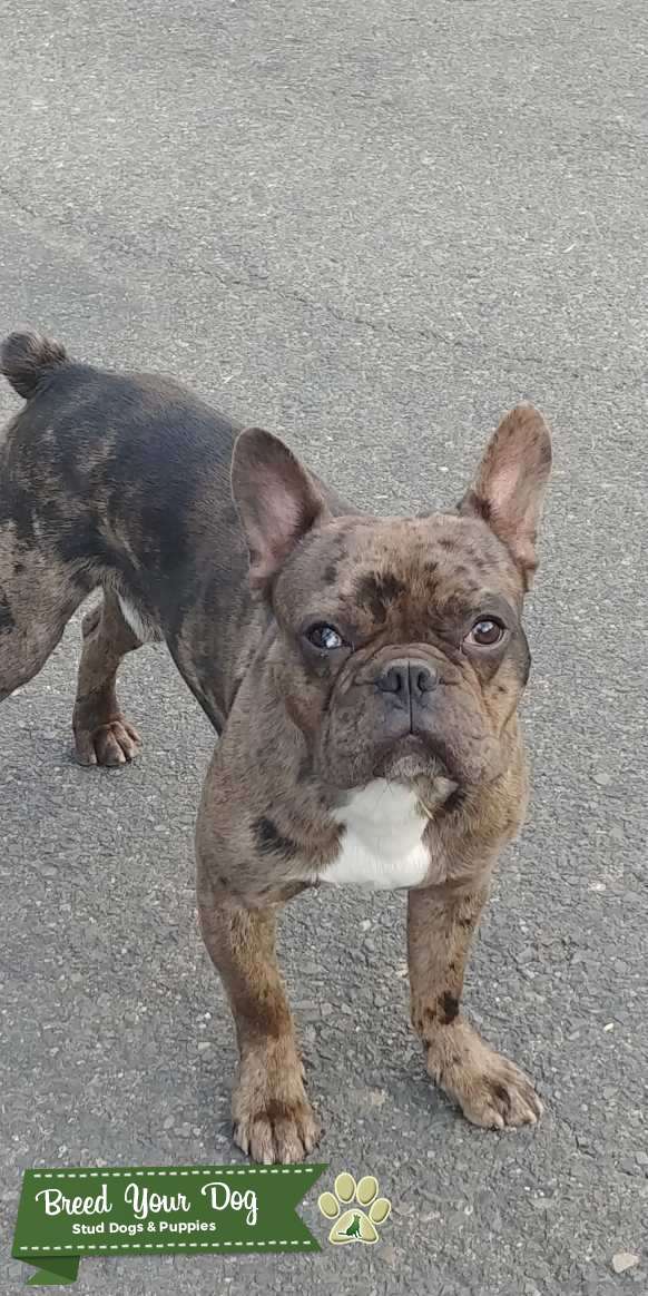 Merle Frenchie Stud - Stud Dog in California (CA), the United States ...