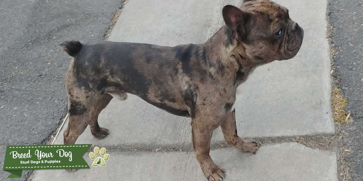 Merle Frenchie Stud - Stud Dog in California (CA), the United States ...