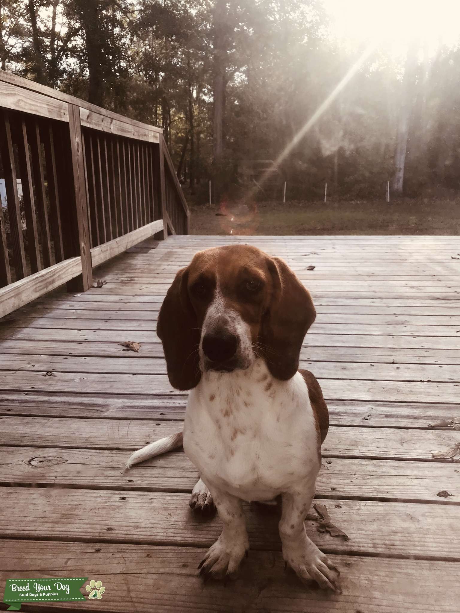 Looking to find a stud to mate with my female - Stud Dog in Lake ...