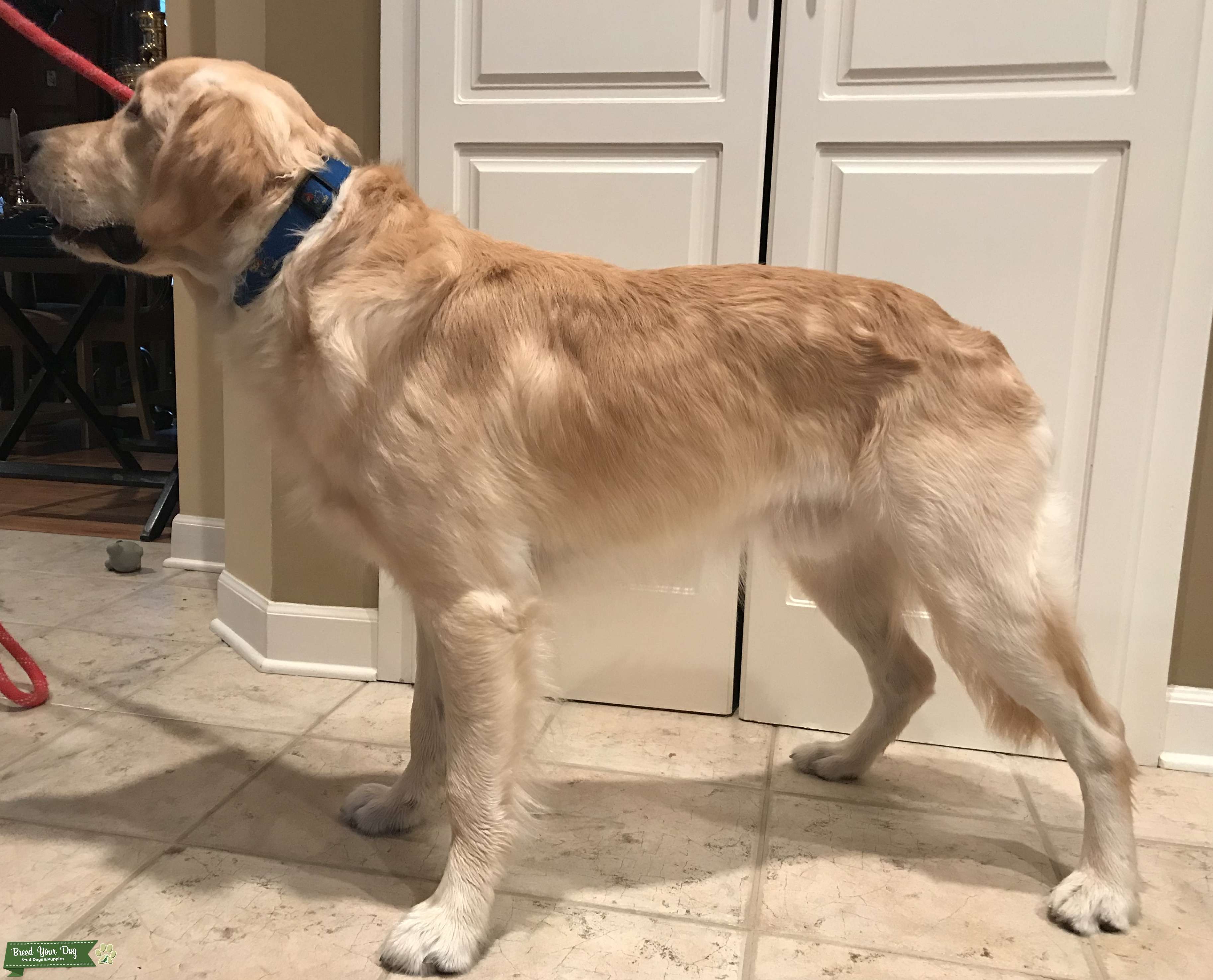 Golden Stud - Stud Dog in Lawrence, Kansas, the United States | Breed ...