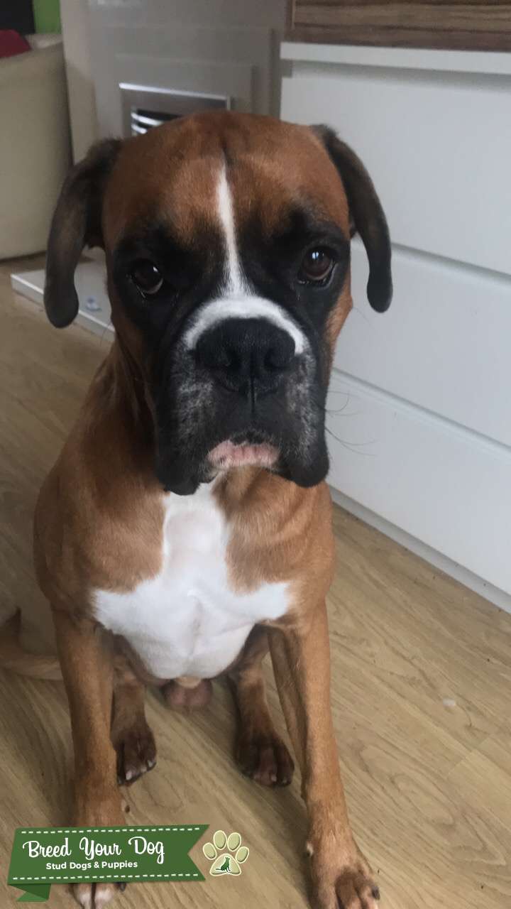 Boxer for Stud - Stud Dog Bedfordshire - Breed Your Dog