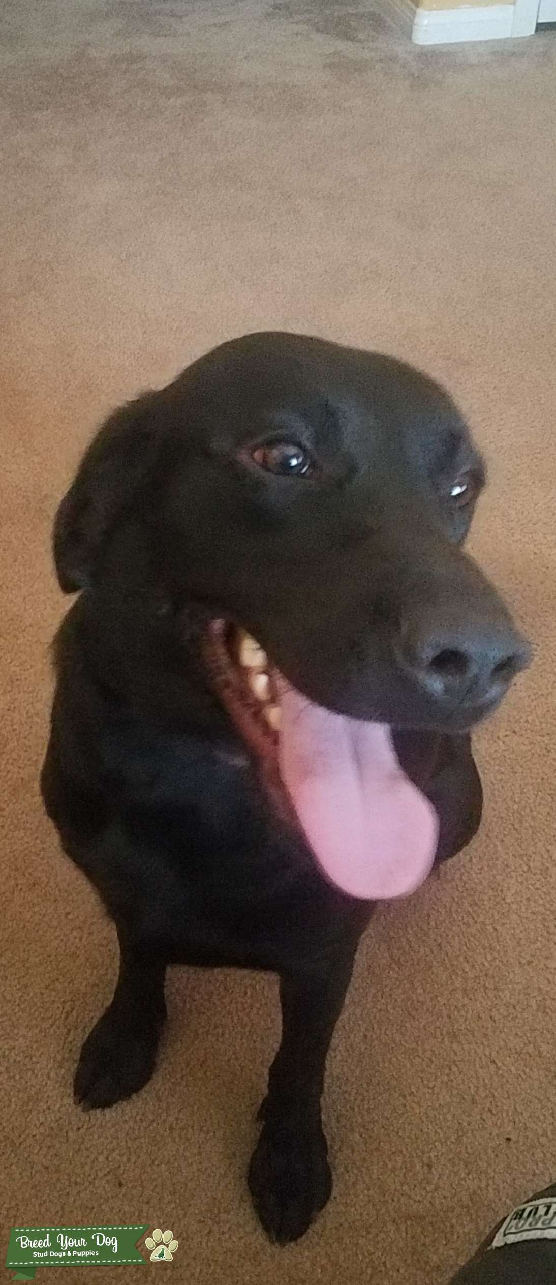 Black Labrador/ Narcotic Dog - Stud Dog in Corona, the United States ...