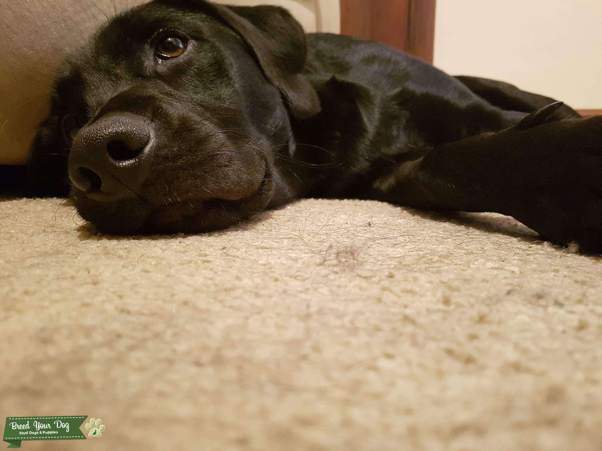 Black Sandringham lab cross - Stud Dog in Leicester, the United States ...