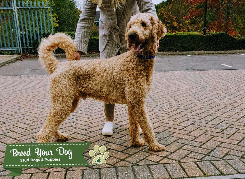 Stunning Large Red Poodle Available - Stud Dog in Hampshire, the United ...