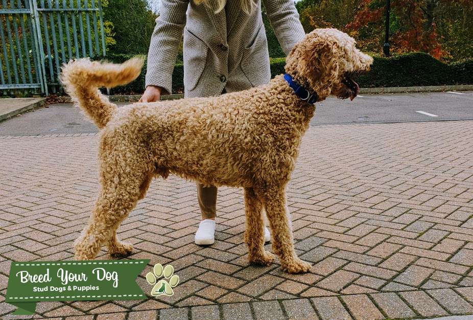 Stunning Large Red Poodle Available - Stud Dog in Hampshire, the United ...