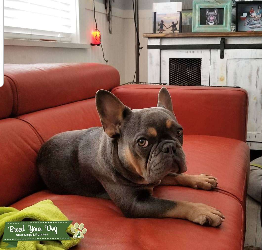 Blue and Tan Frenchie Stud - Stud Dog in BC, the United States | Breed ...