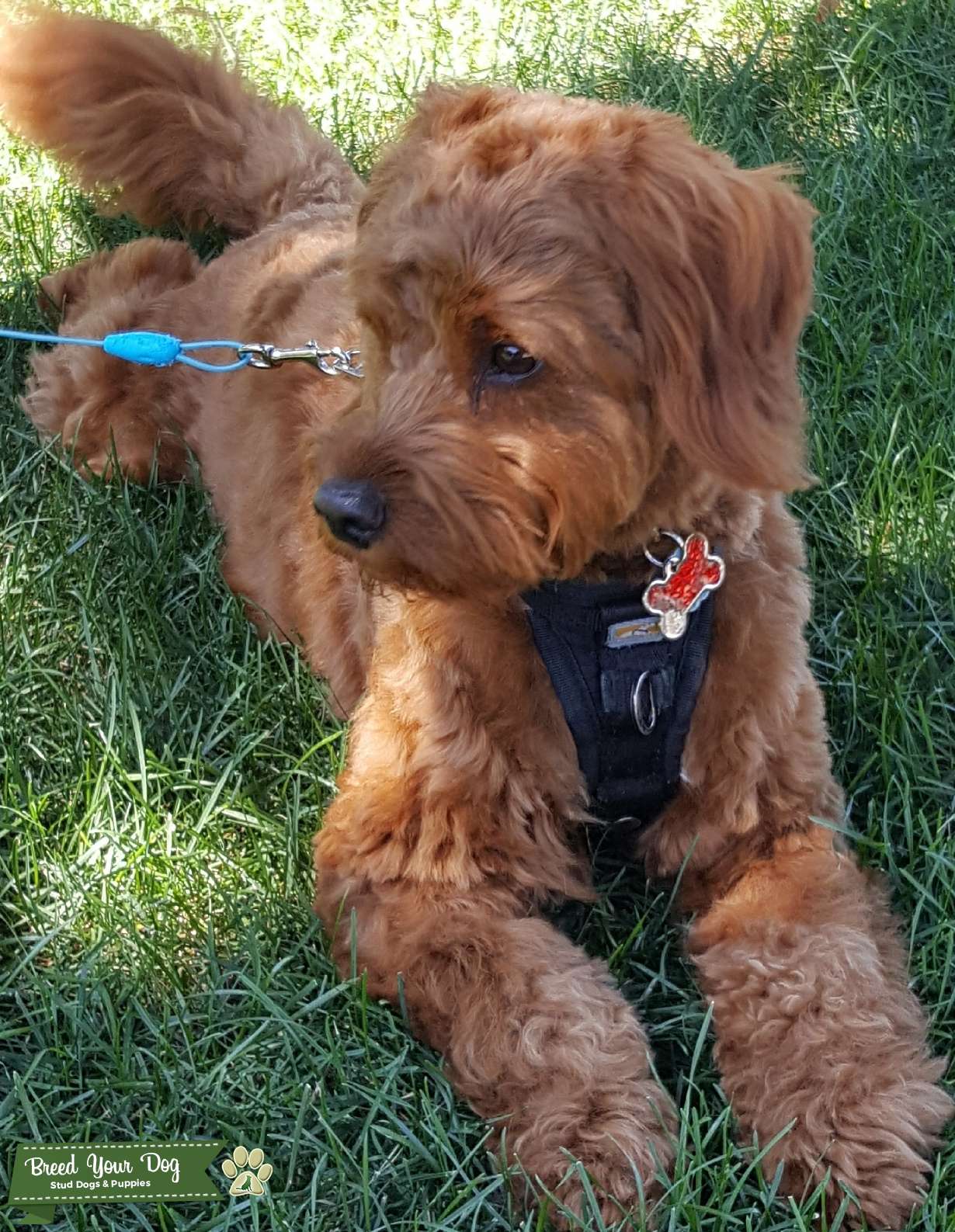 Red Mini Goldendoodle with white markings - Stud Dog in New York, the ...