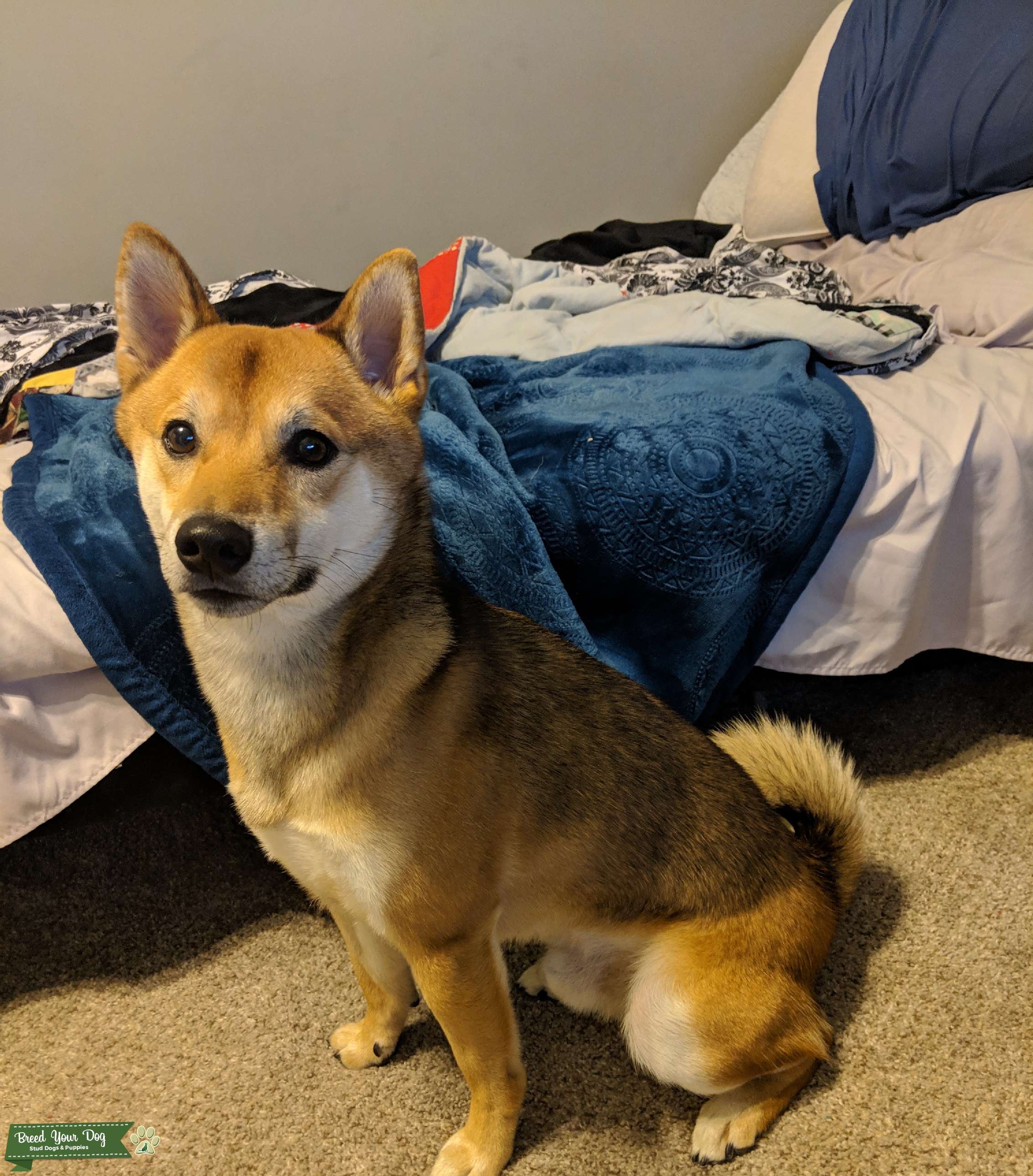 Red Sesame Purebred Shiba Inu APR Registered - Stud Dog in KS, the ...