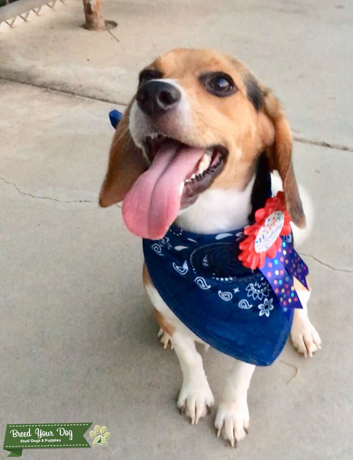 Tricolor American Beagle - Stud Dog in Orange County, United States ...