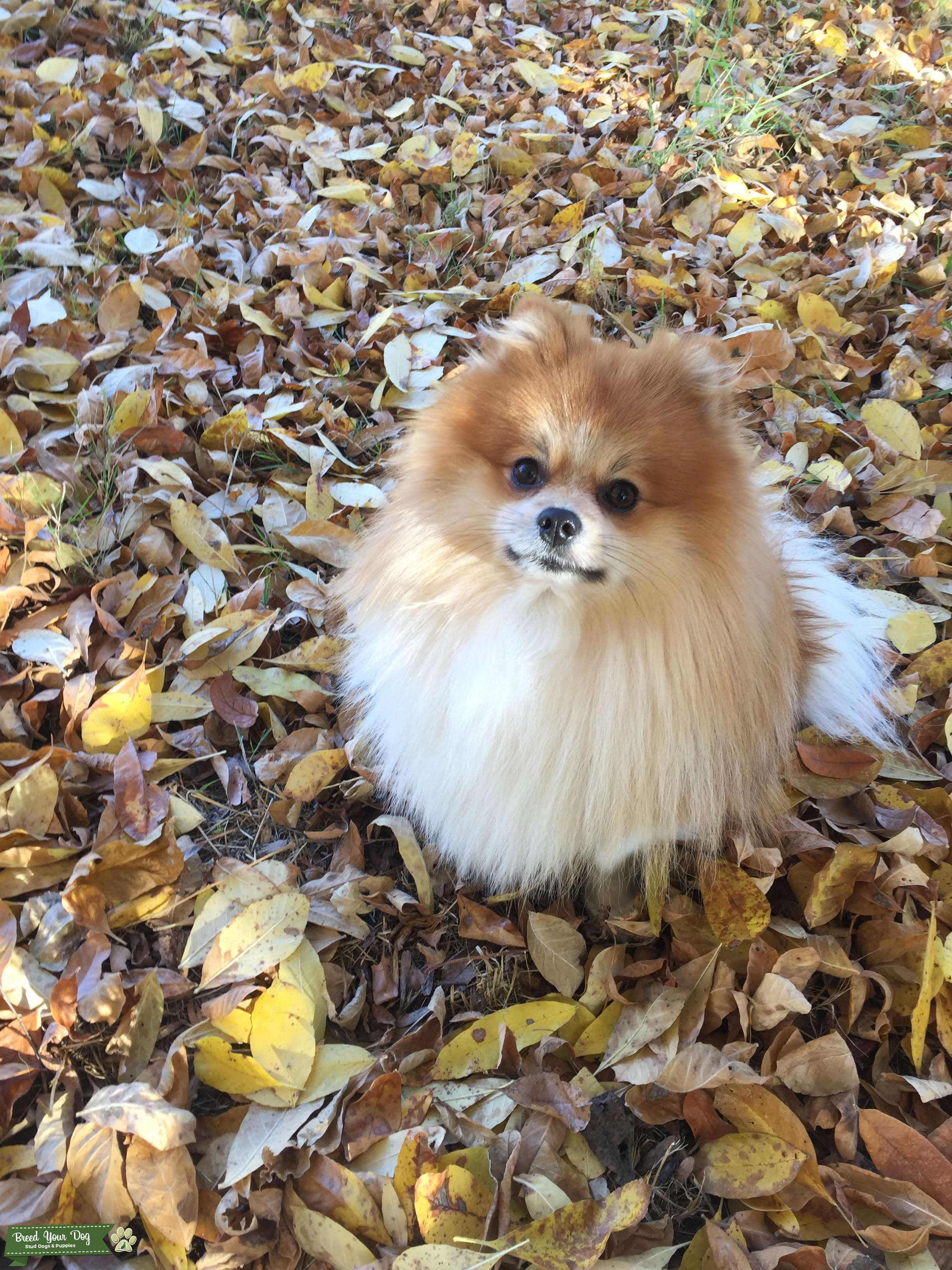Male Pomeranian Stud Dog In Washington The United States Breed Male Pomeranian Stud Dog In Washington The United States Breed