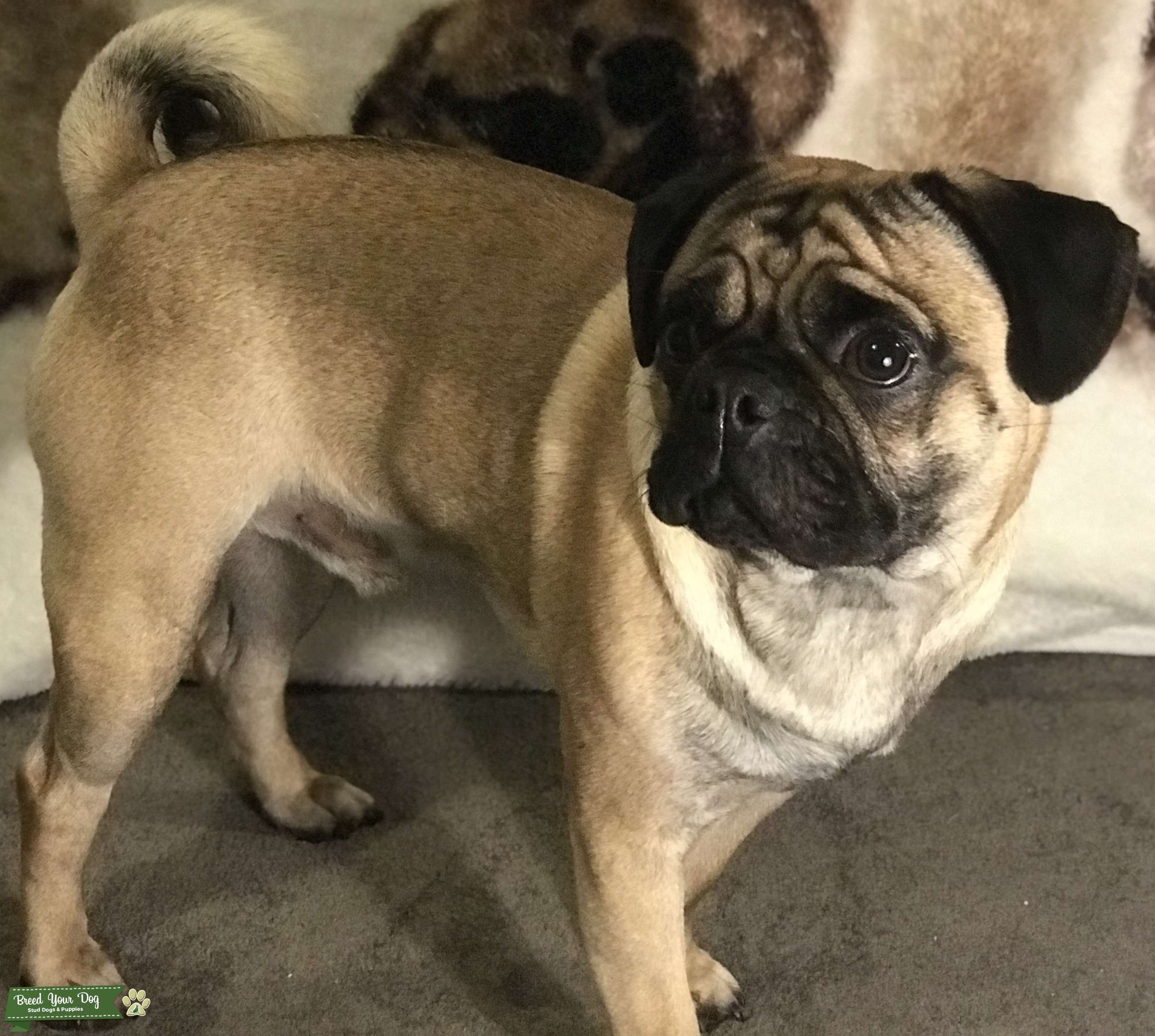 Pure Bred Pug - Stud Dog in Essex, Brazil | Breed Your Dog