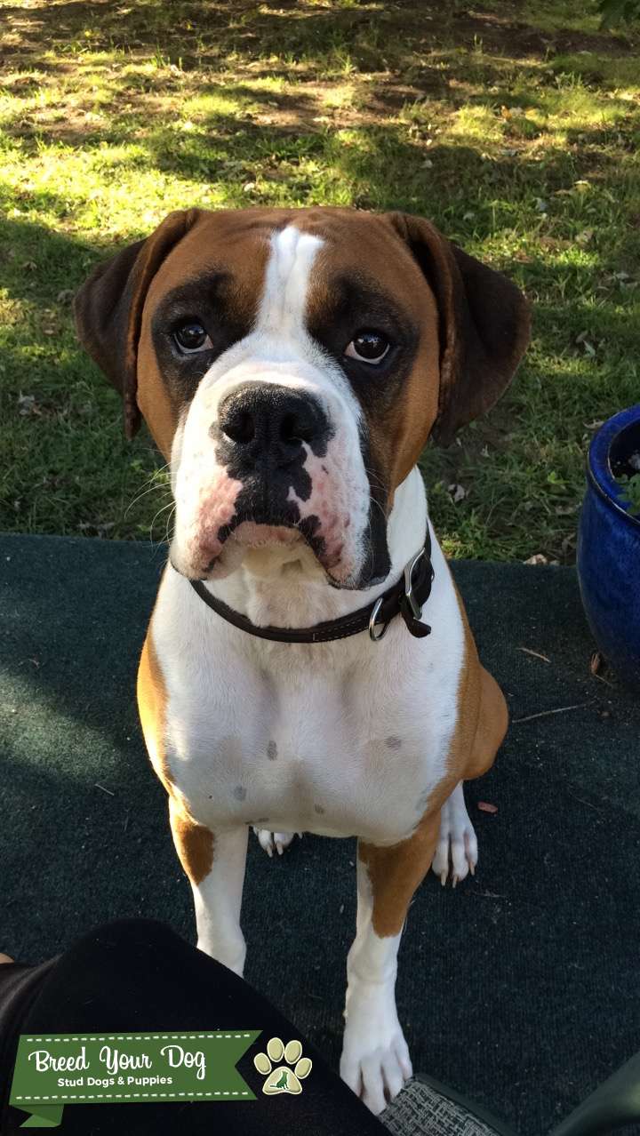 Stud Dog - Male boxer - Breed Your Dog