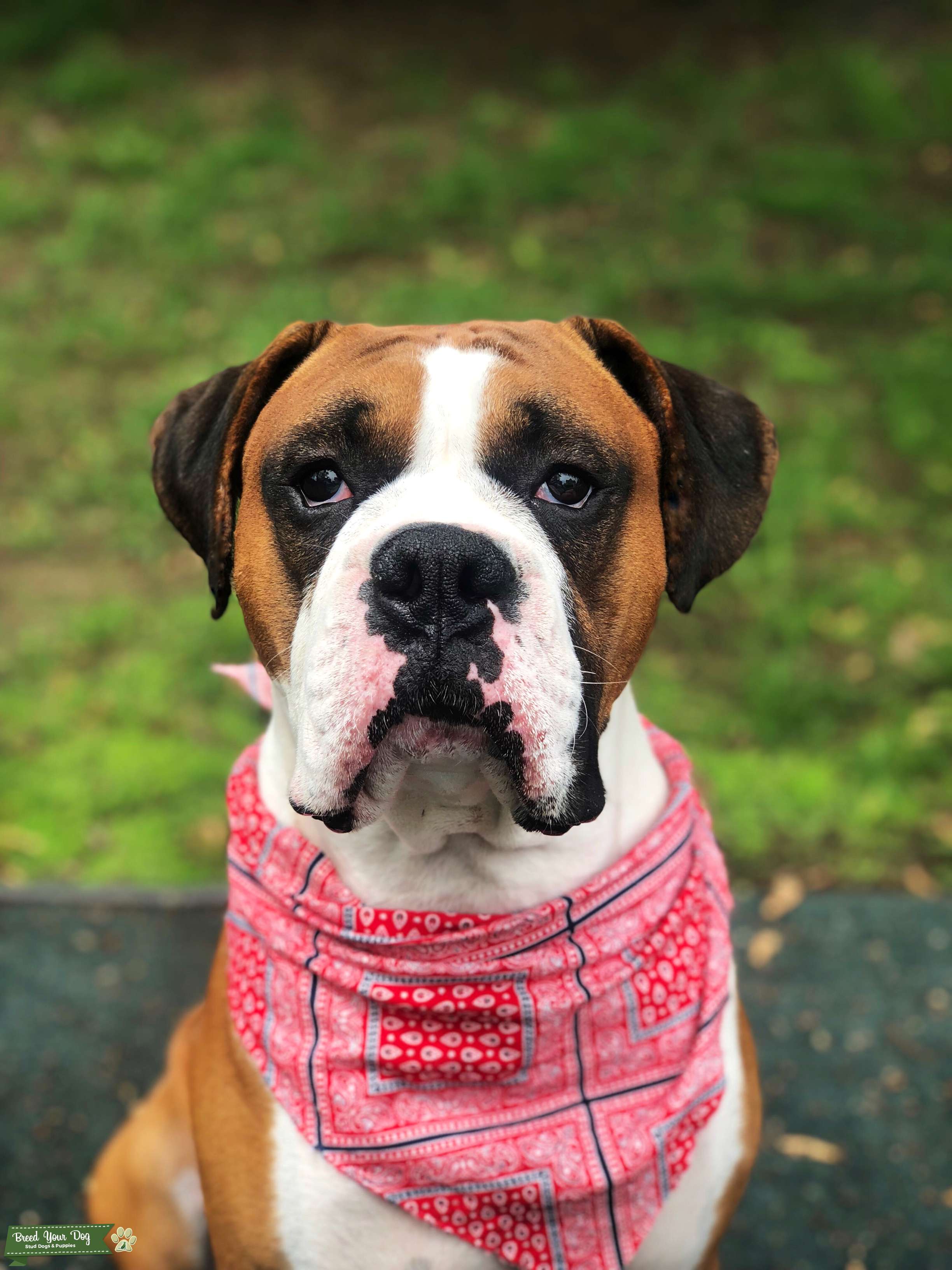 Male boxer - Stud Dog in USA , Massachusetts , the United States ...
