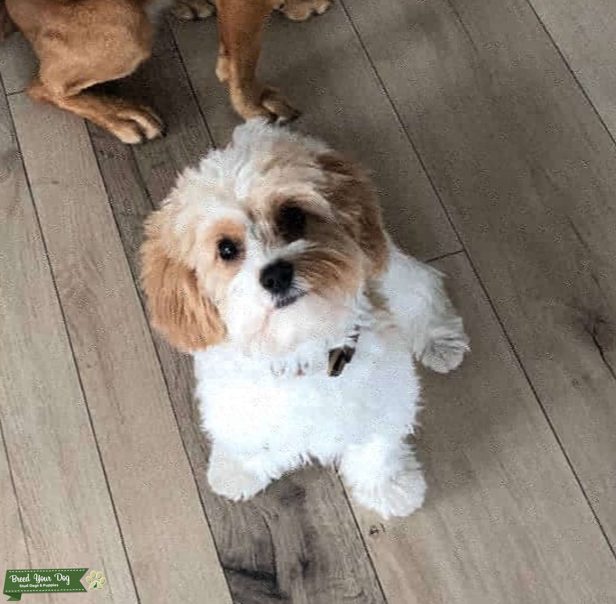 Blenheim Cavapoo - Stud Dog in IN, United States | Breed Your Dog
