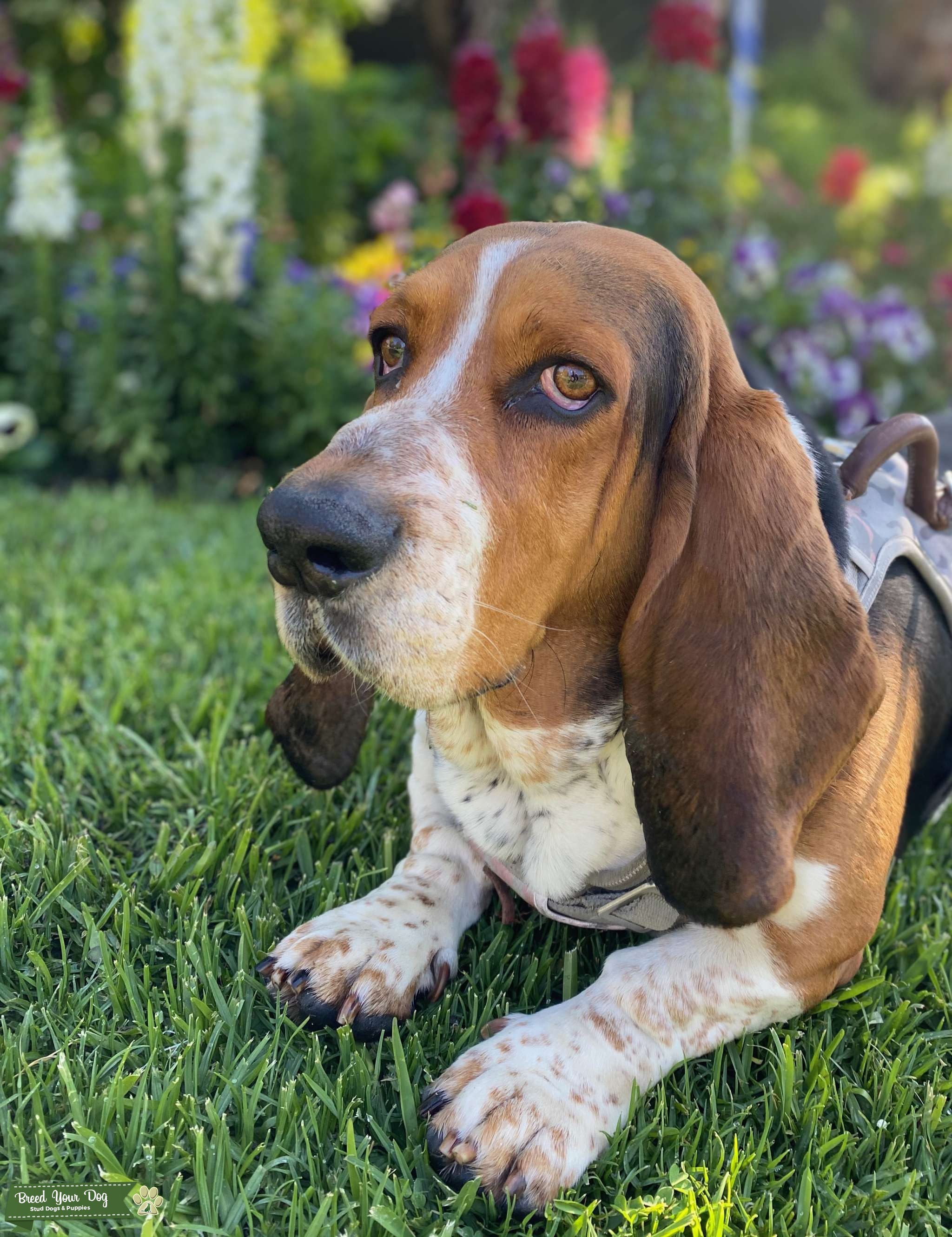 Handsome Basset Hound - Stud Dog in California, the United States ...