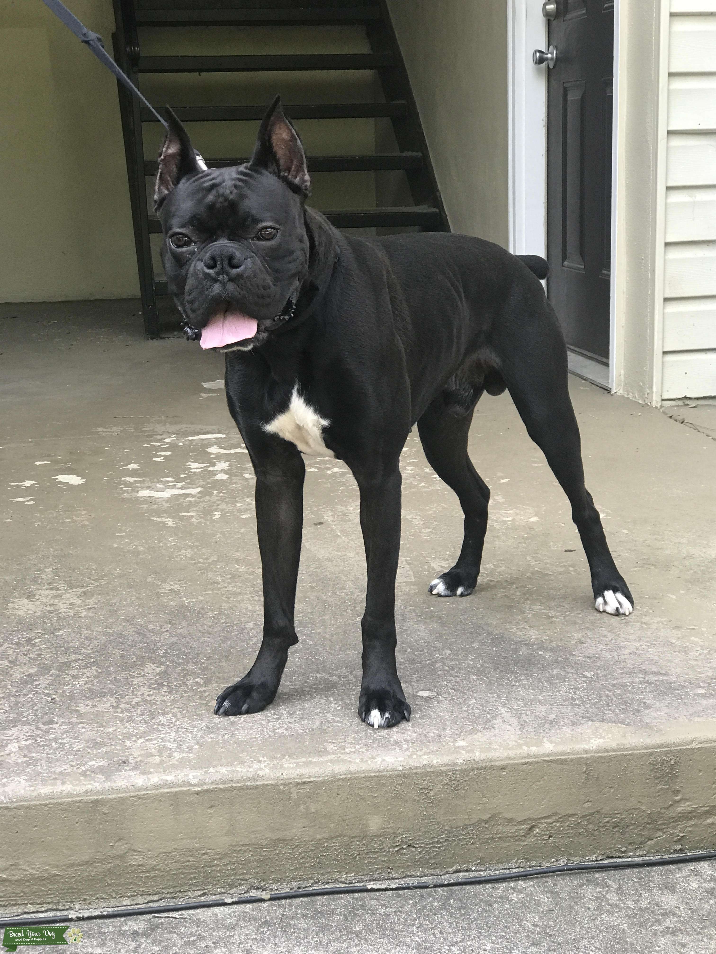 Reverse Brindle Boxer Studs