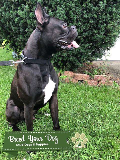 Reverse Brindle Boxer Studs