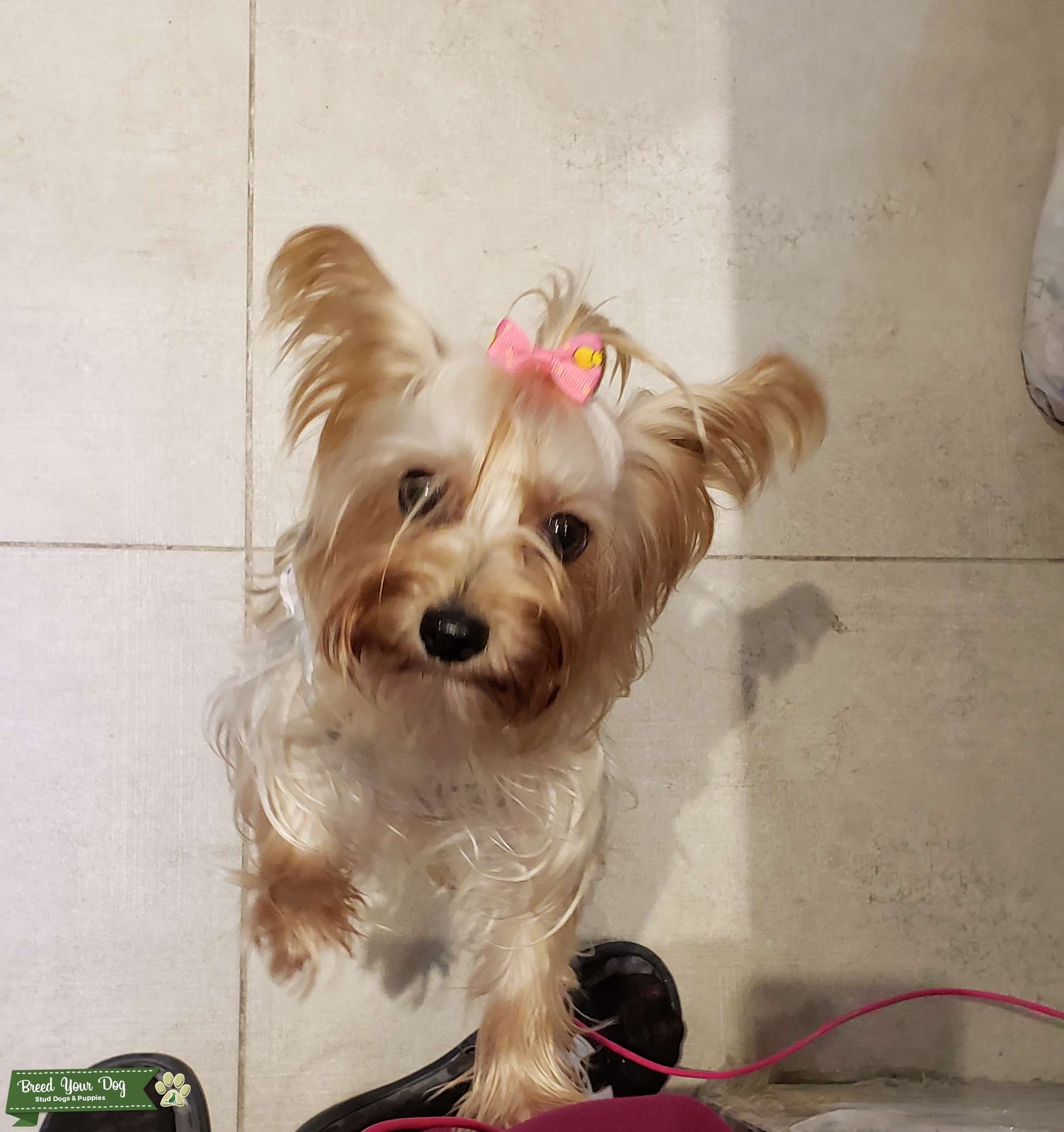 Looking for a boyfriend - Stud Dog in Houston, the United States ...