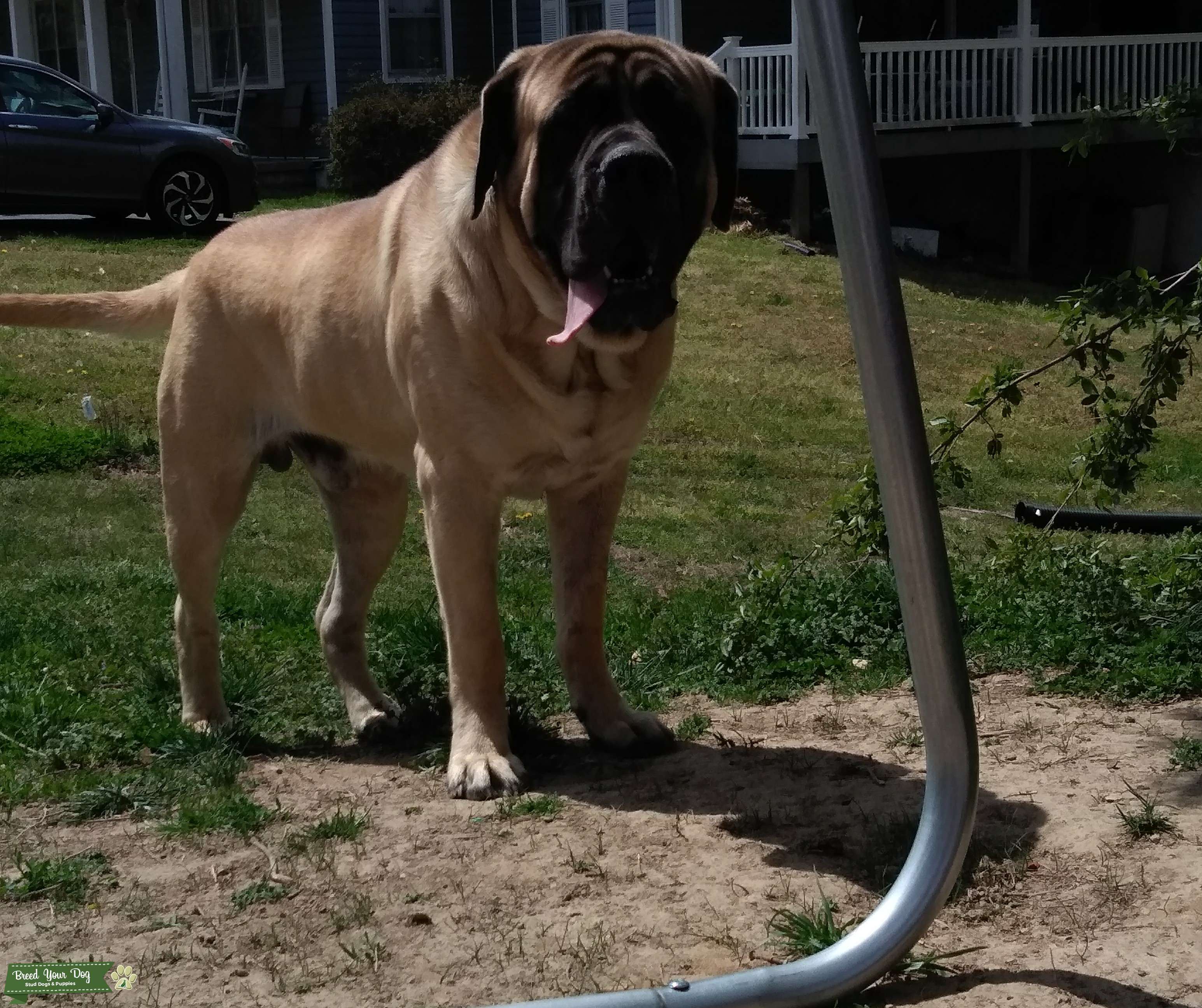 Fawn English Mastiff for Stud - Stud Dog in Virginia, Malaysia | Breed ...
