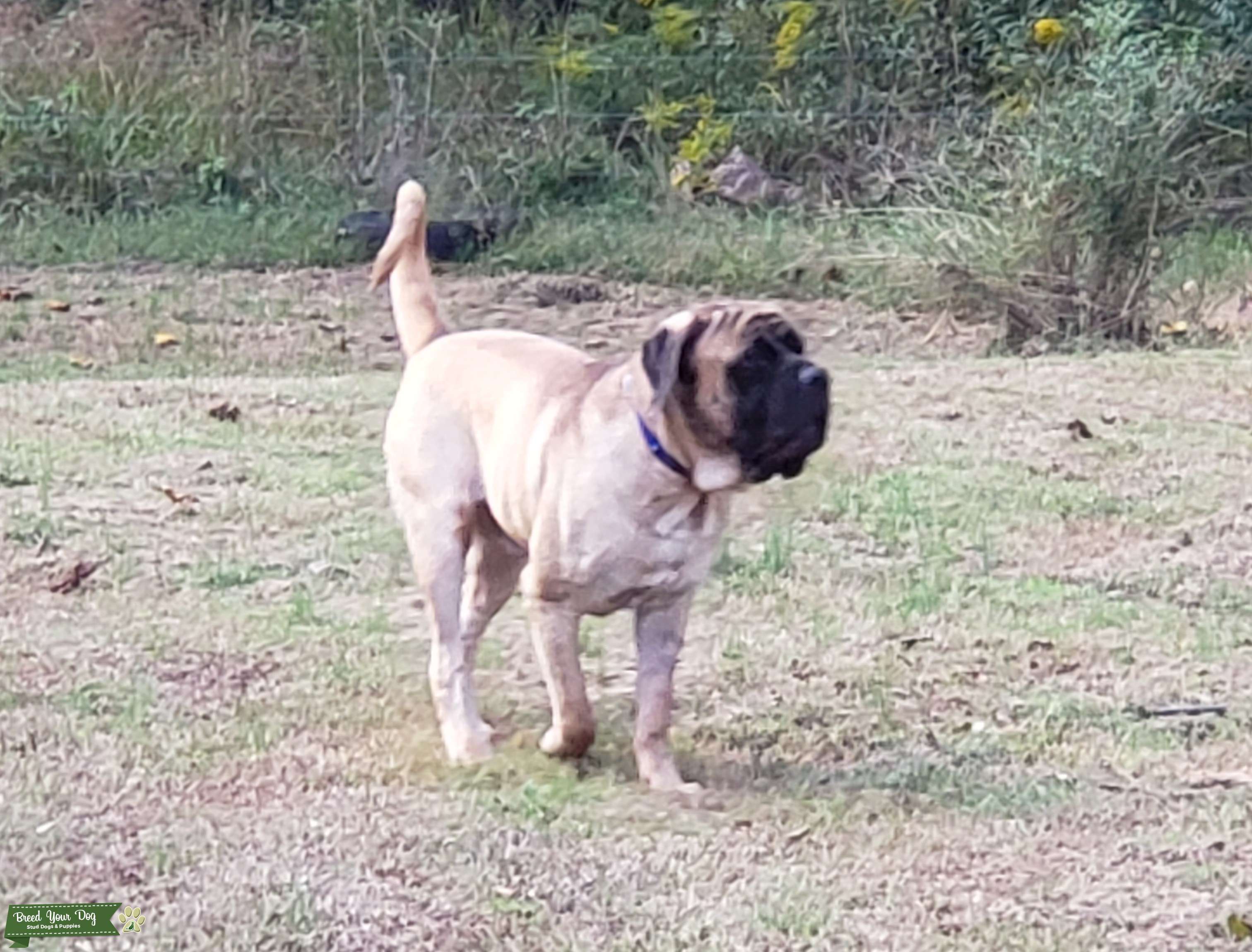 Fawn English Mastiff for Stud - Stud Dog in Virginia, Malaysia | Breed ...