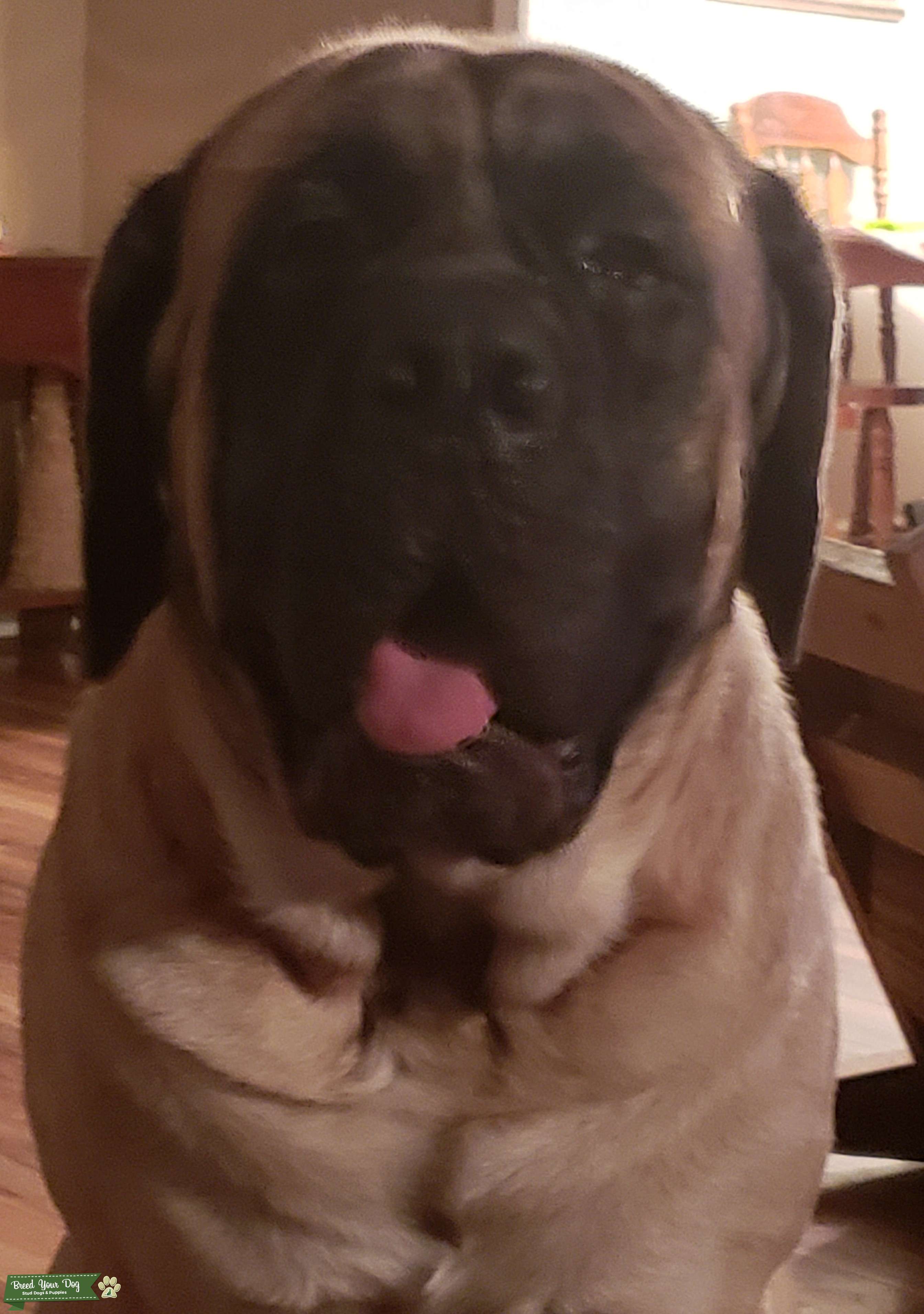 Fawn English Mastiff for Stud - Stud Dog in Virginia, Malaysia | Breed ...