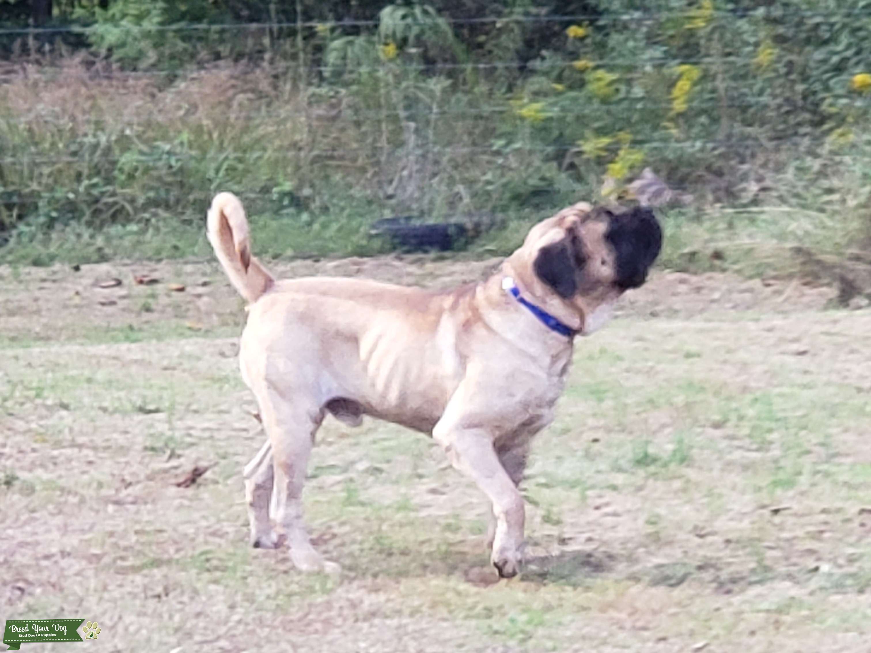 Fawn English Mastiff for Stud - Stud Dog in Virginia, Malaysia | Breed ...