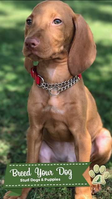 Pure Bred Vizsla - Stud Dog in Los Angeles, United States | Breed Your Dog